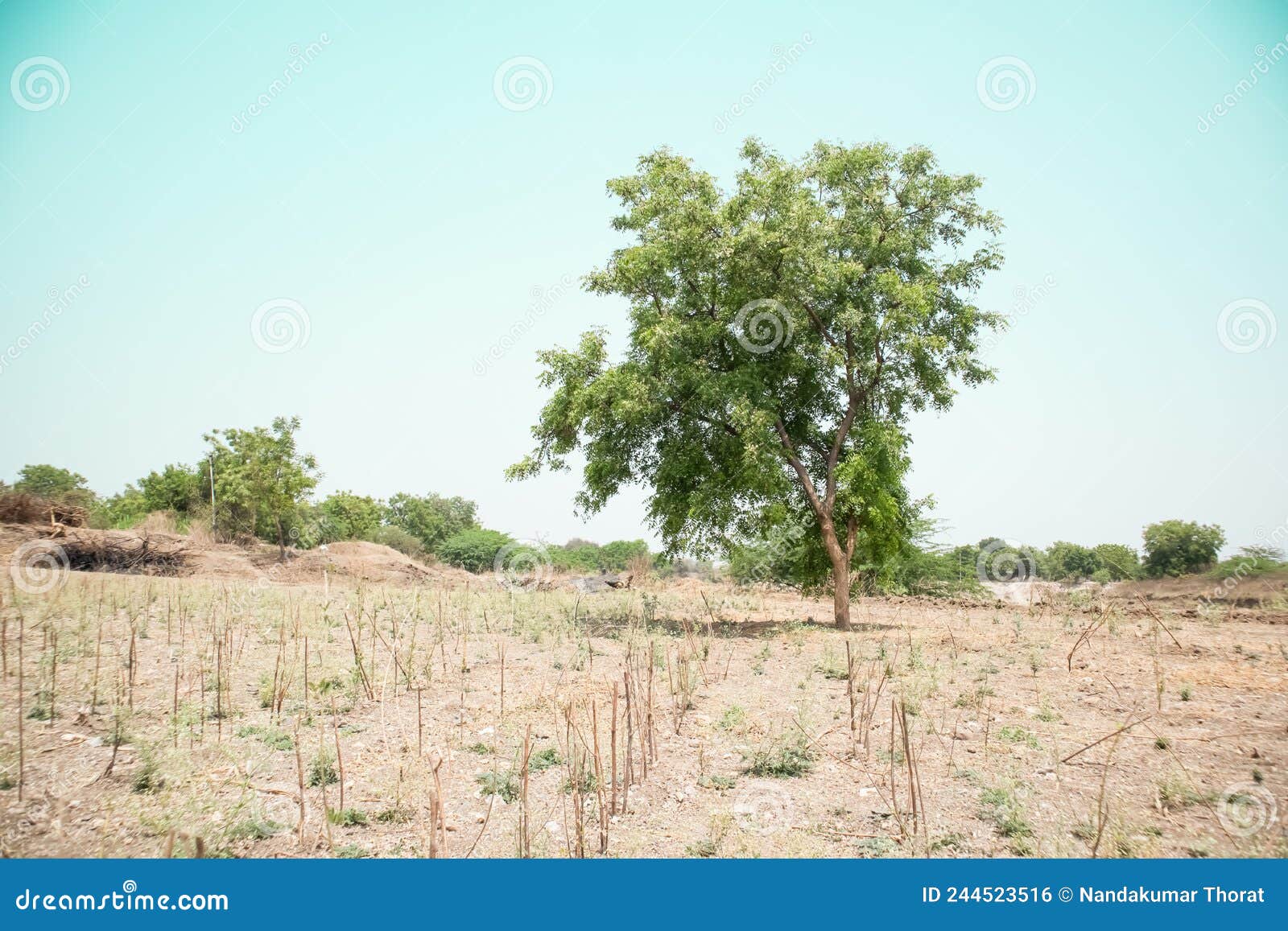 Beautiful Neem Tree in the Jungle Stock Photo - Image of tree, savanna ...