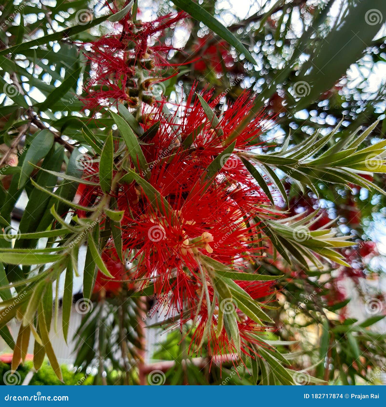 Beautiful Nepali Red Kalki Flower Stock Photo - Image of flower ...