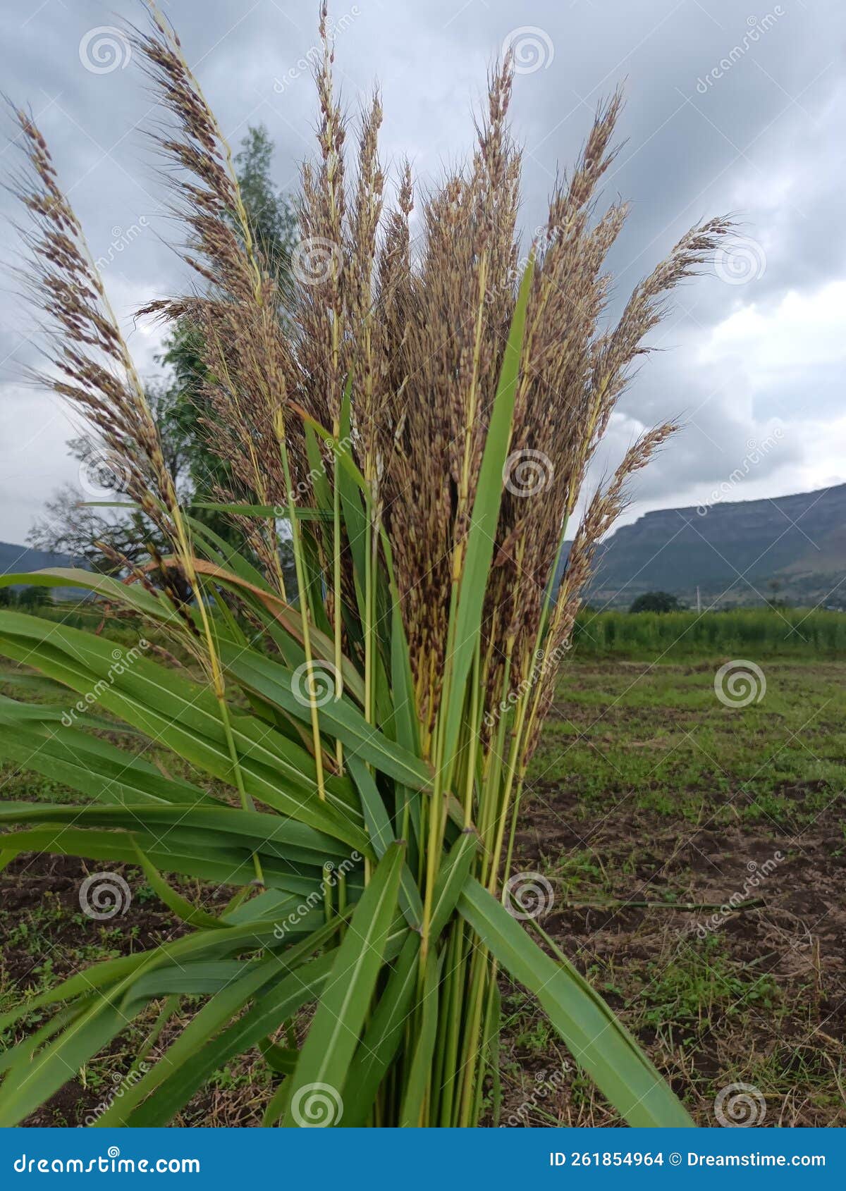 The beautiful of netur stock photo. Image of garden - 261854964