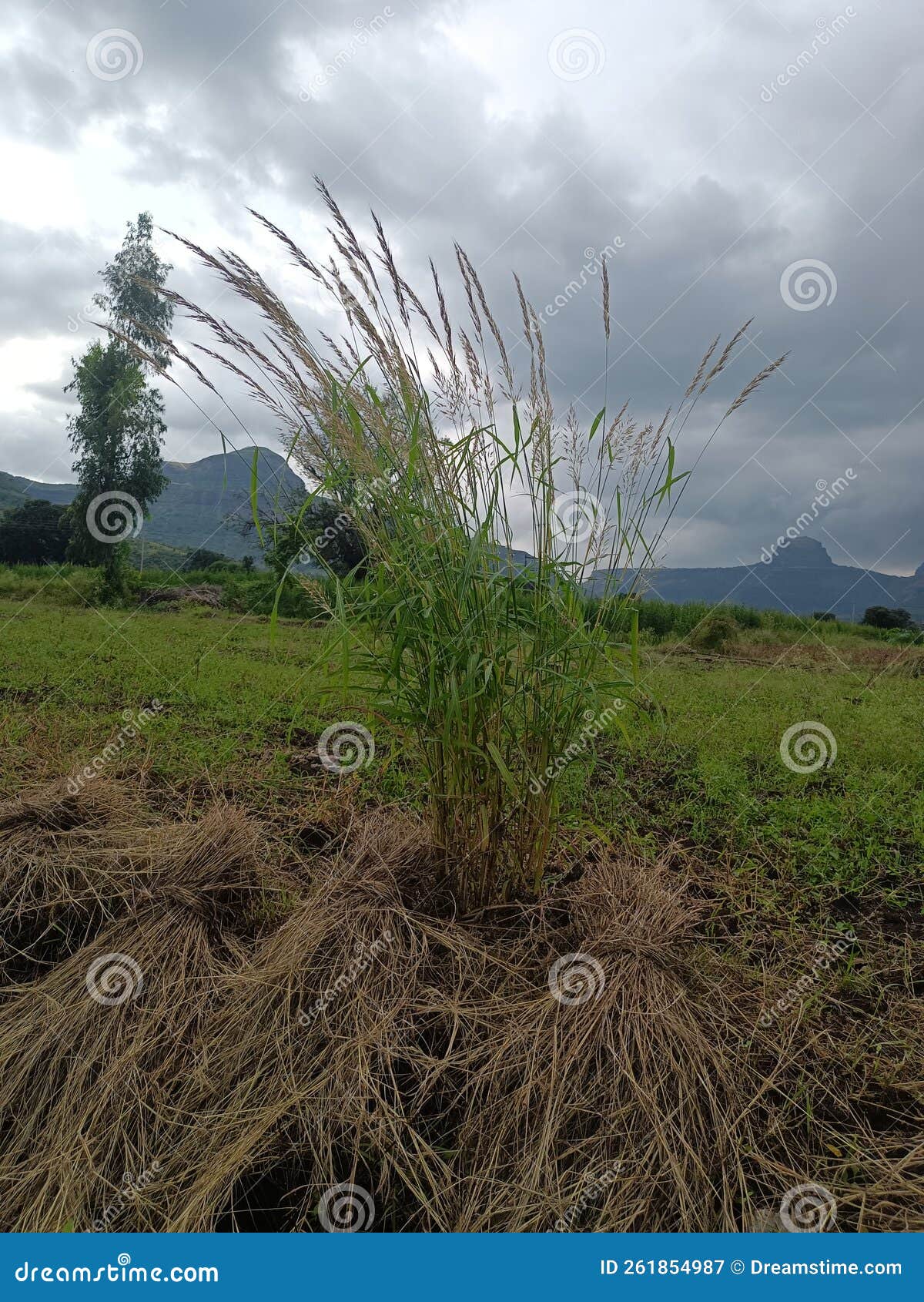 Photo Netur Stock Photos - Free & Royalty-Free Stock Photos from Dreamstime