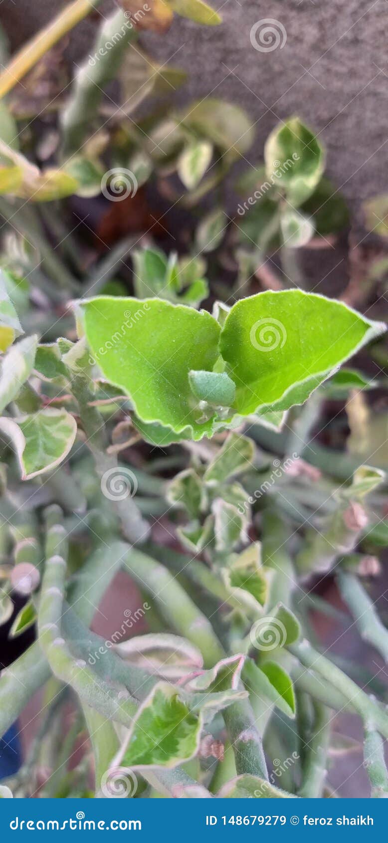 Beautiful Neutral Picture Plants Stock Image - Image of beautiful ...