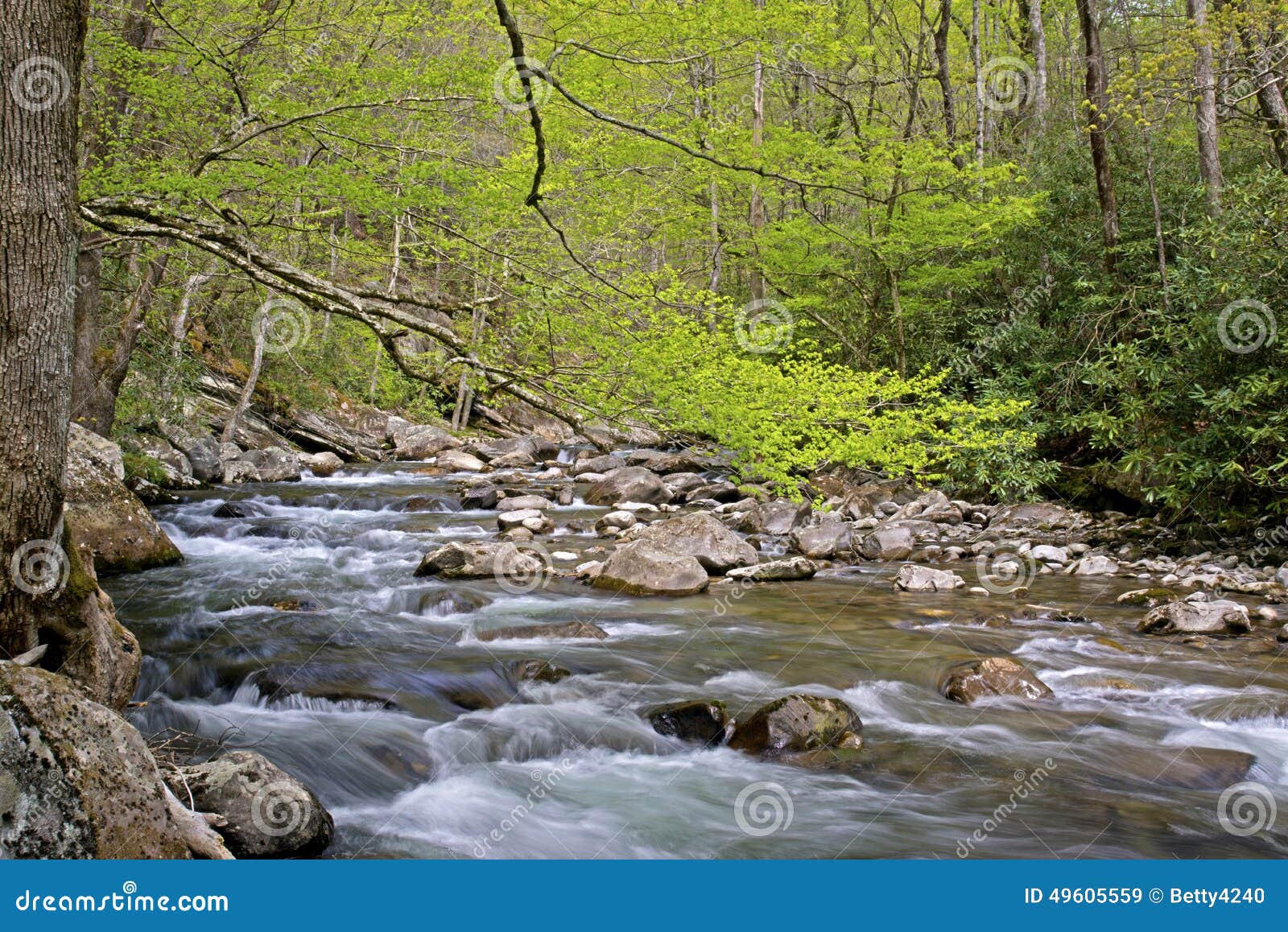 Beautiful New Growth on a Tree in Spring. Stock Image - Image of ...