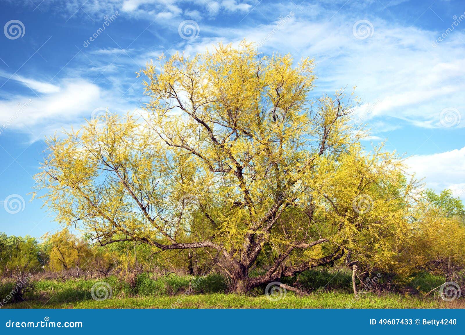 Beautiful New Growth on a Tree in Spring. Stock Image - Image of ...