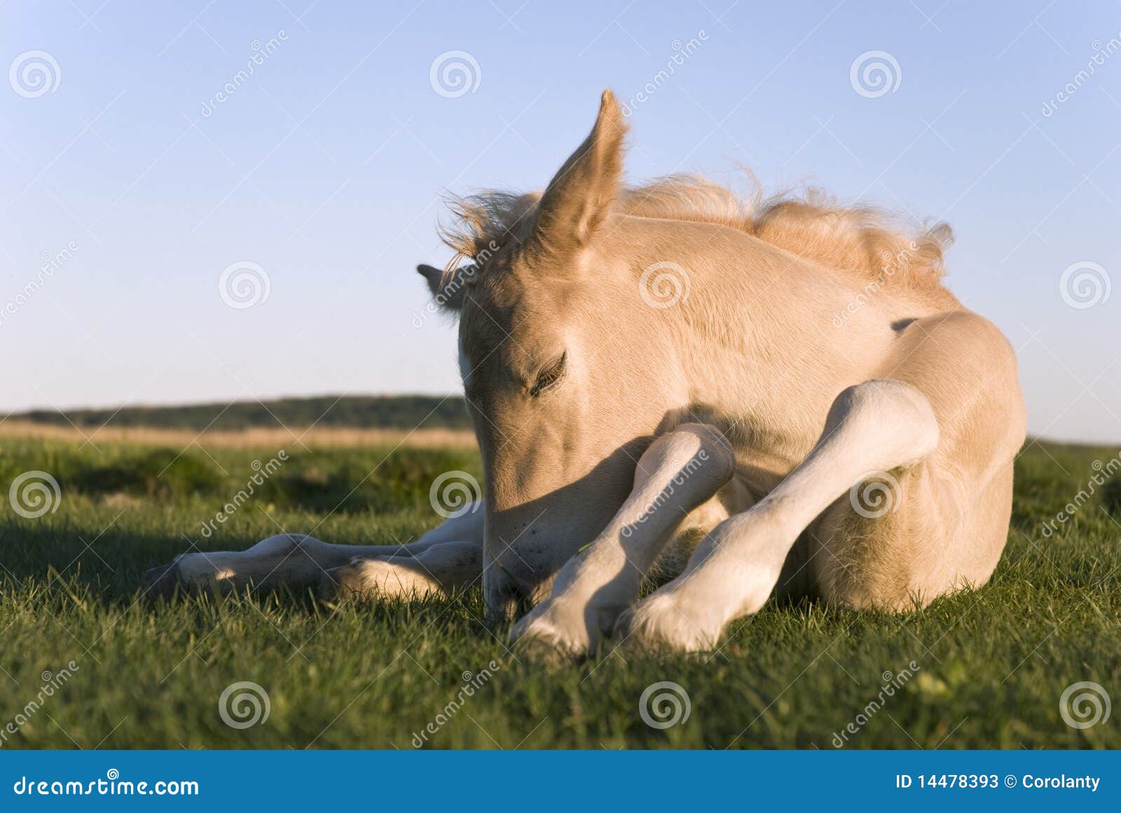 Beautiful newborn foal stock image. Image of countryside - 14478393