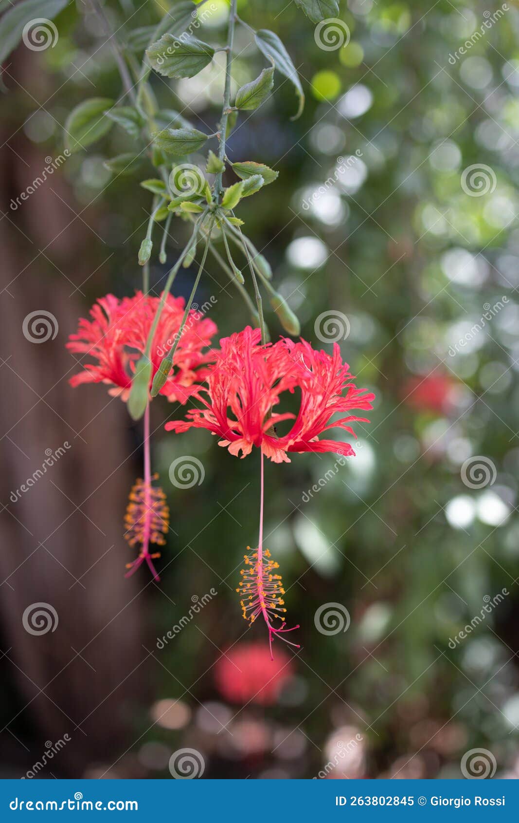 Beautiful Newly Bloomed Red Flower Hanging from the Tree Stock Image ...