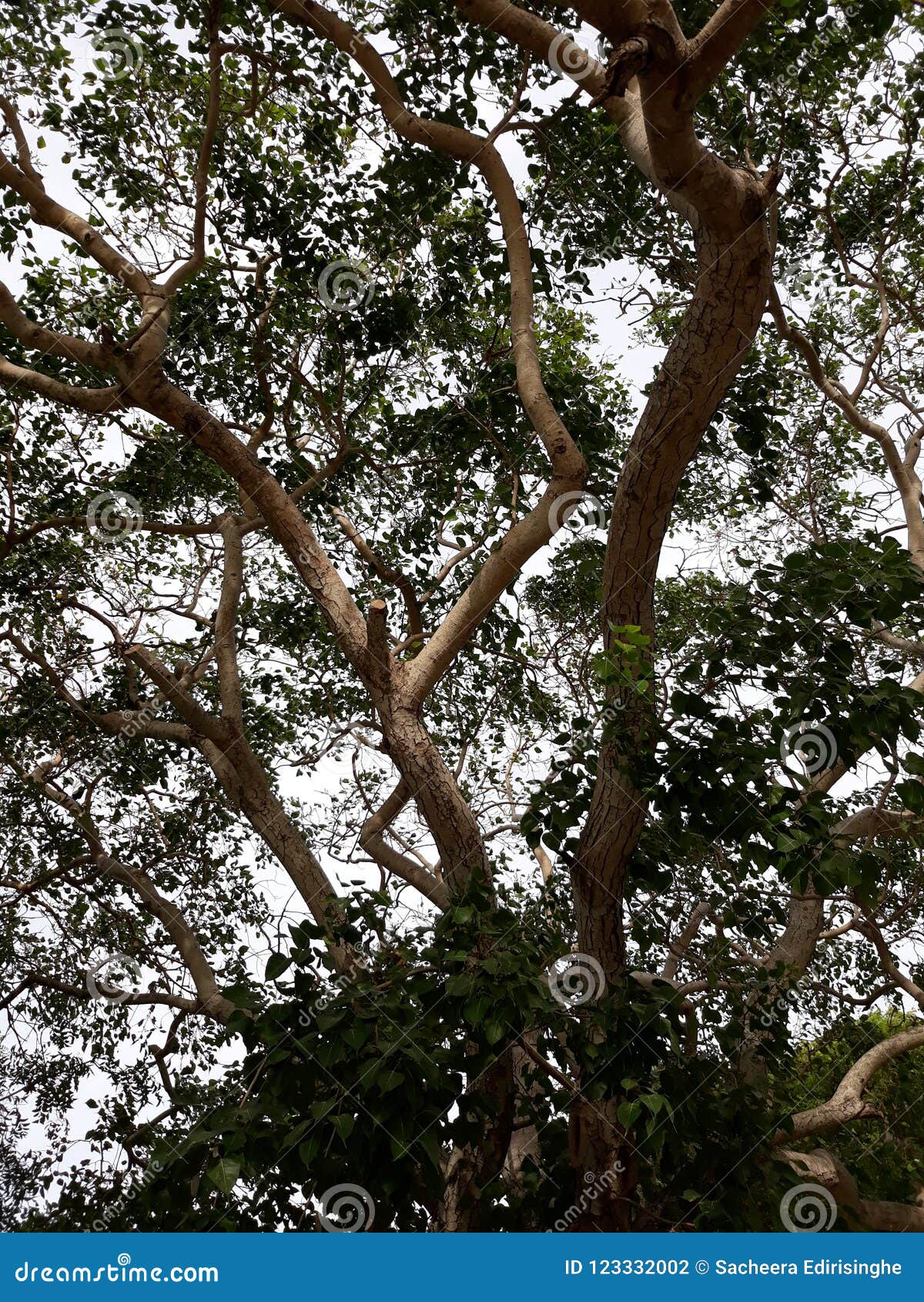 Branched heavy tree stock photo. Image of people, beach - 123332002
