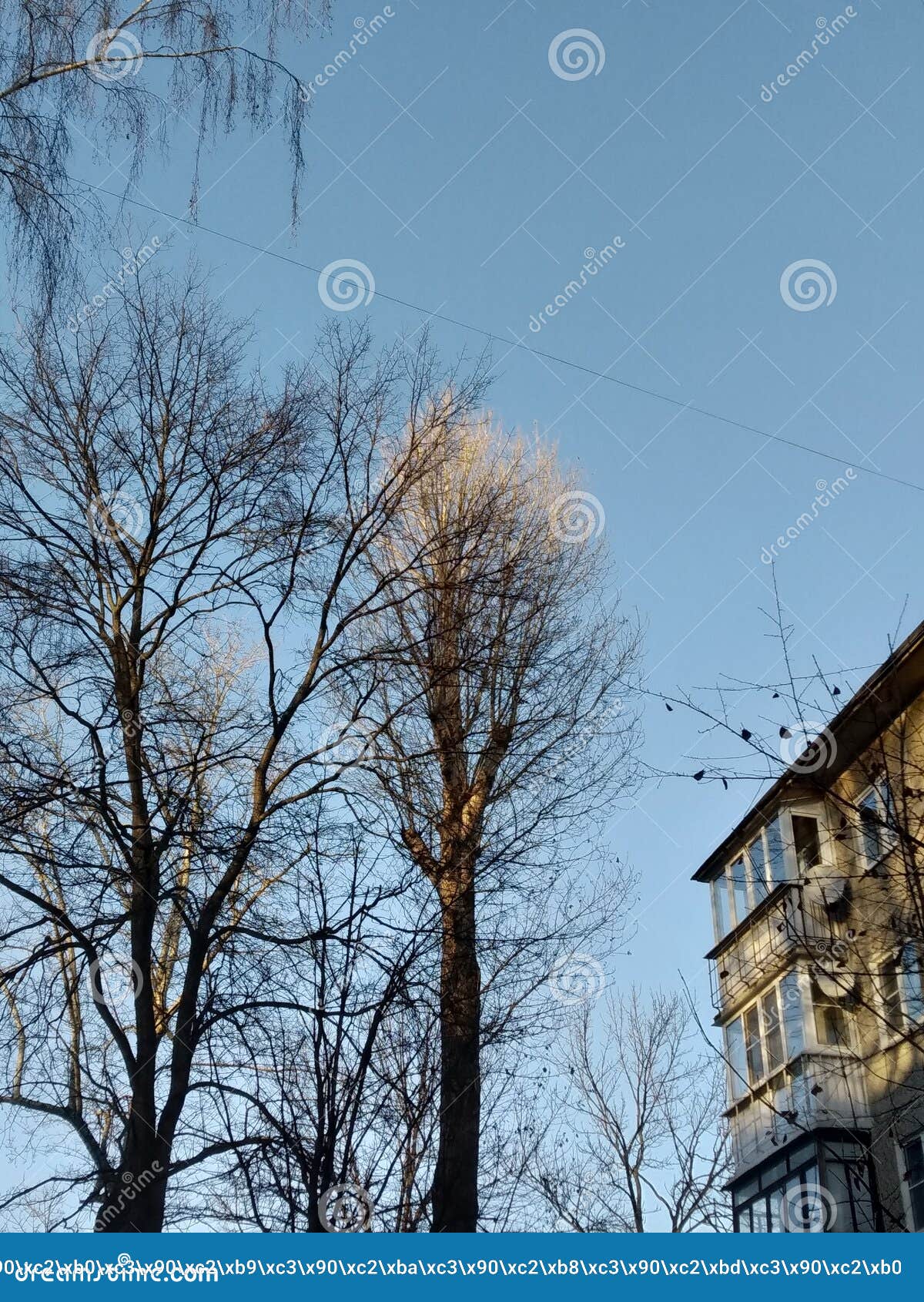 A beautiful and nice tree stock photo. Image of nice - 164685750