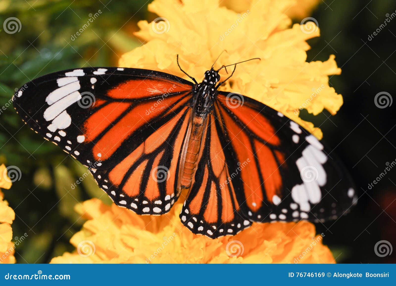 Beautiful night butterfly. stock image. Image of colorful - 76746169