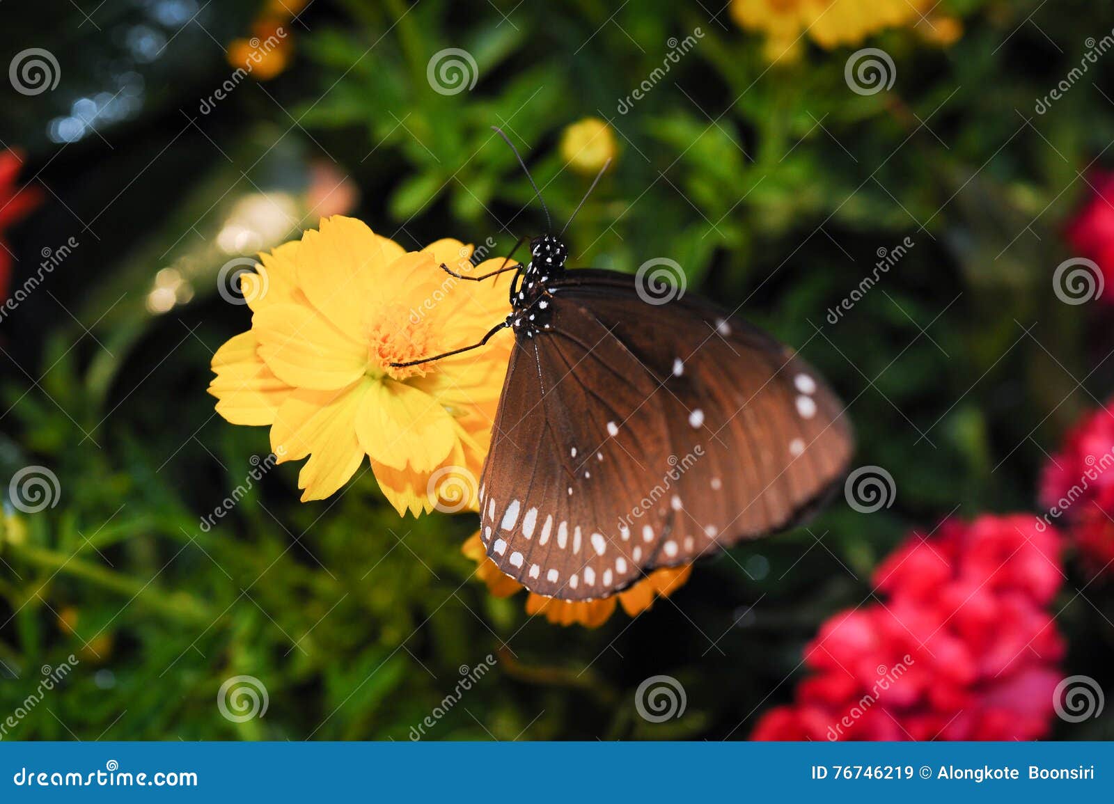 Beautiful night butterfly. stock image. Image of moth - 76746219