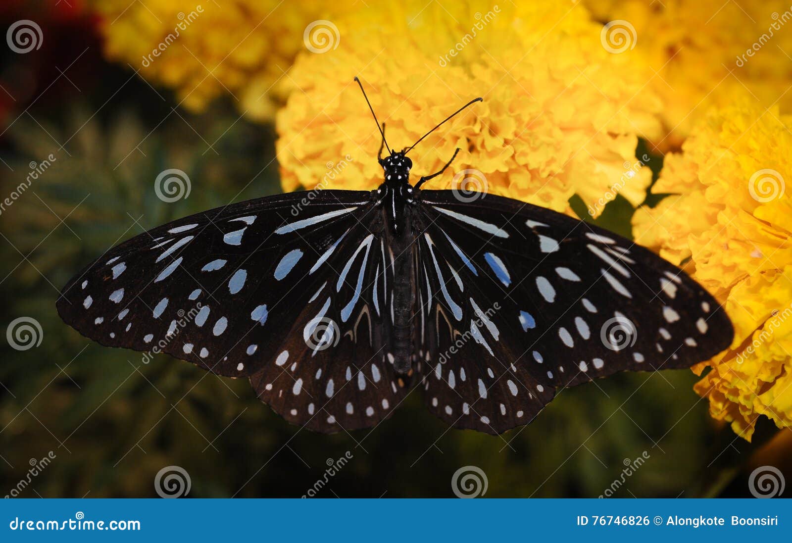 Beautiful night butterfly. stock photo. Image of night - 76746826