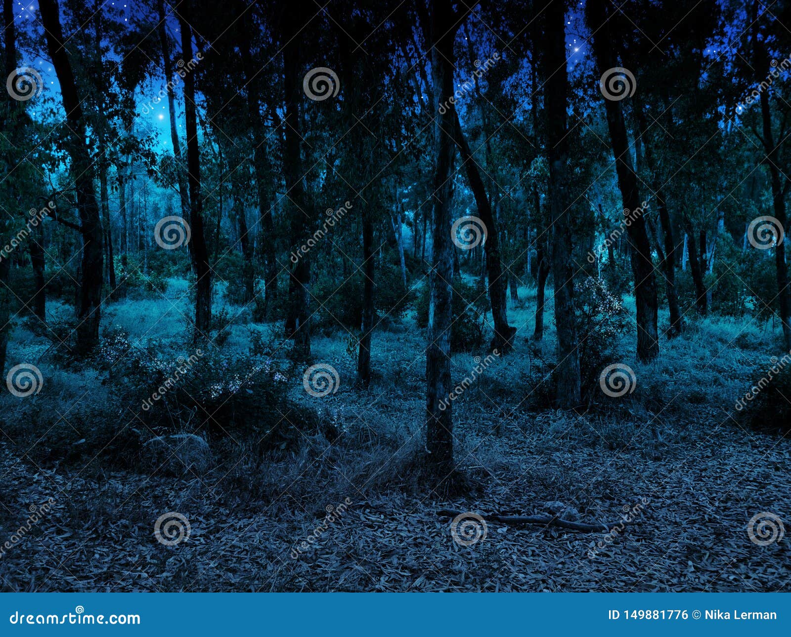 Beautiful Forest At Night Hd