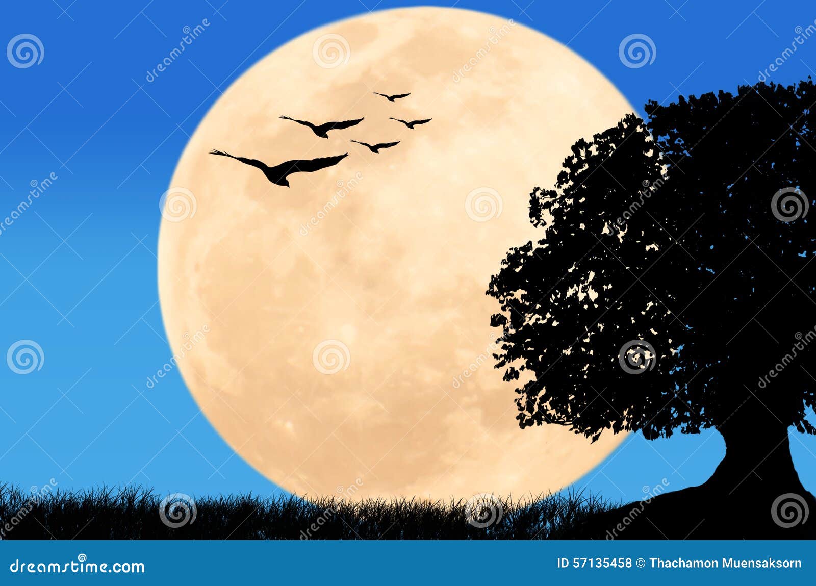 Beautiful Night Full Moon at Wild Stock Illustration - Illustration of ...