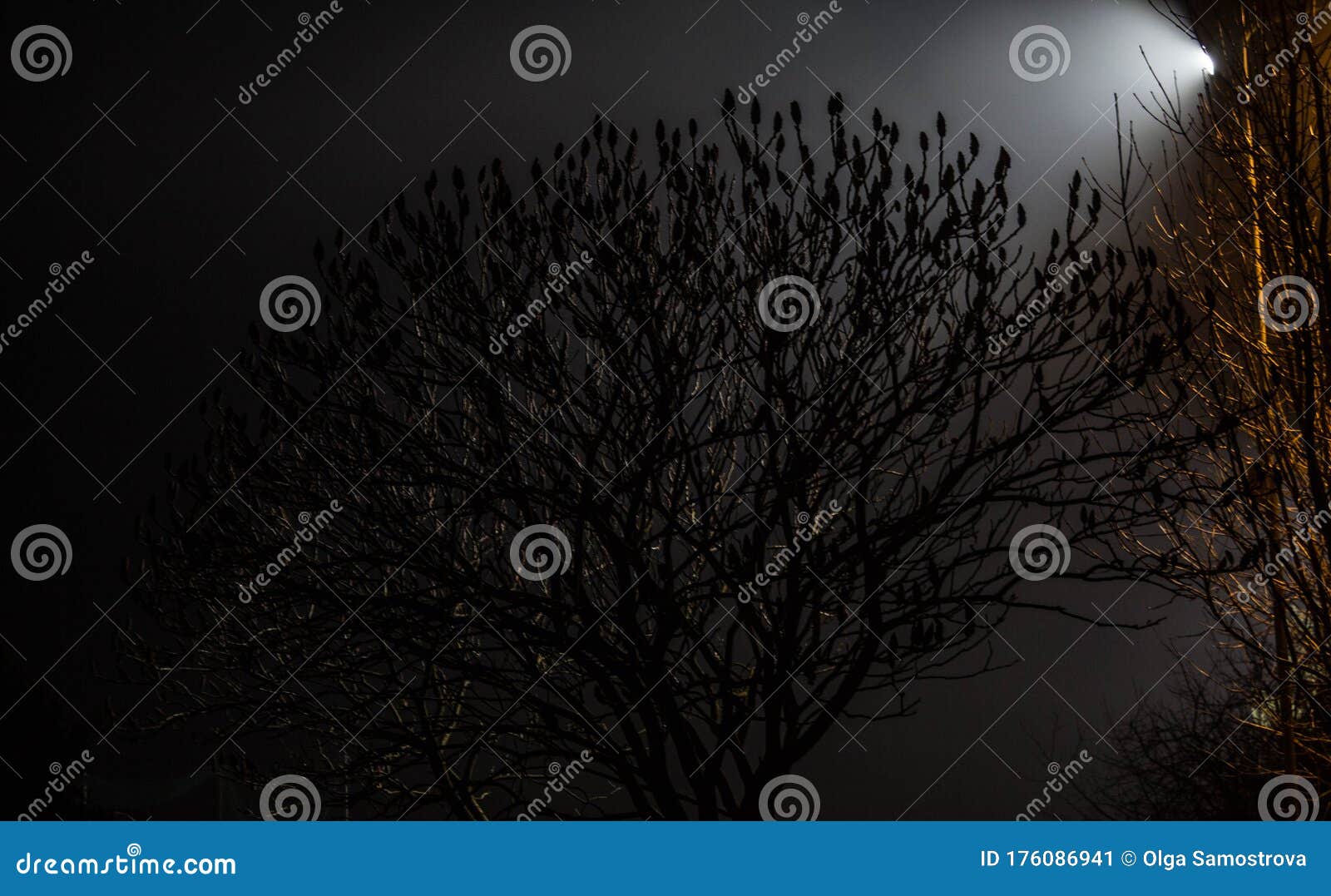 Beautiful Night Landscape. Trees Illuminated by Lanterns Stock Image ...