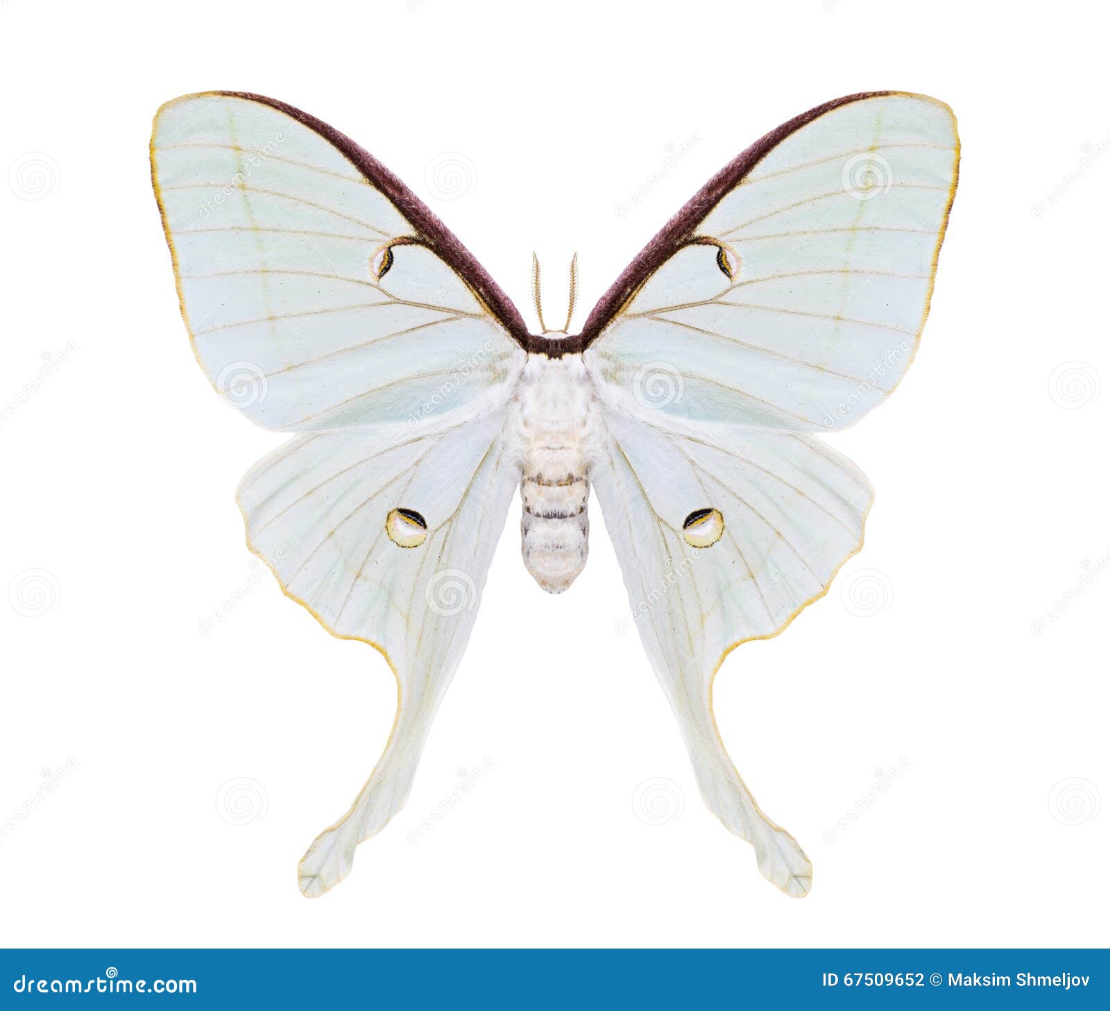 Beautiful Night Moth with Tailed Wings Isolated on White Stock Photo ...