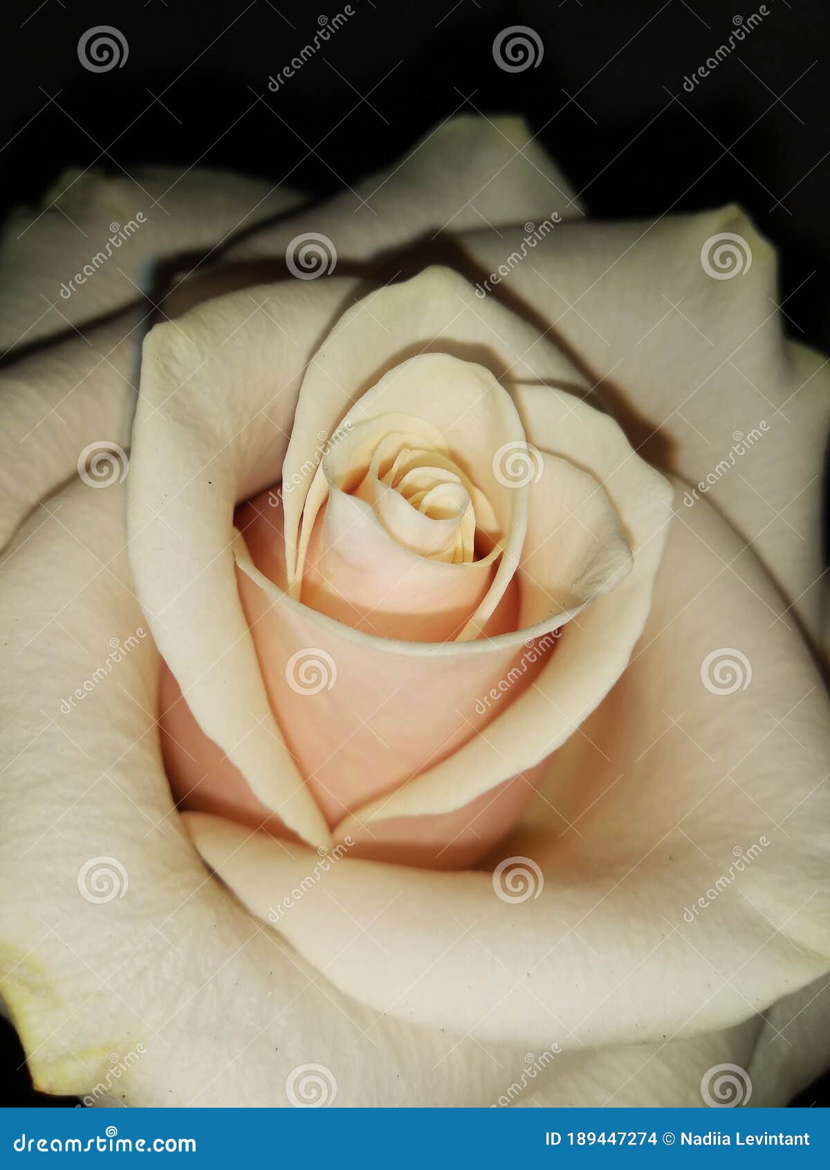 Beautiful night rose stock photo. Image of white, blossom - 189447274