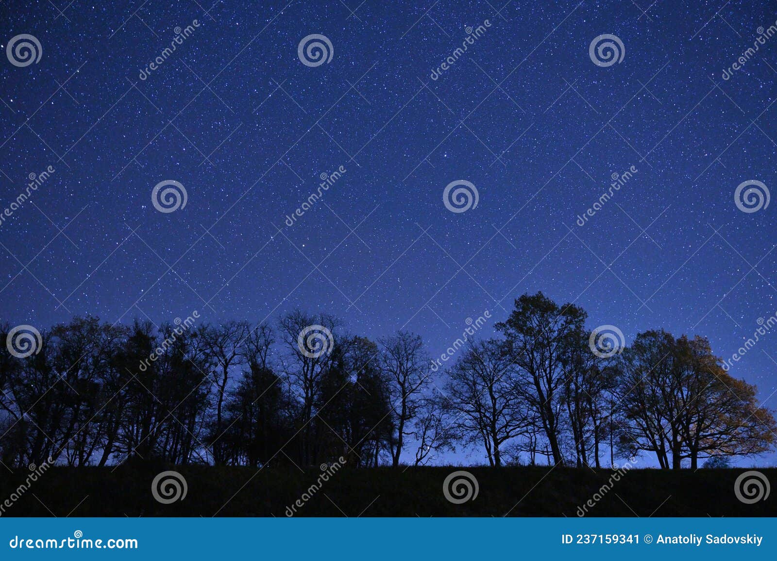 Night sky over trees stock image. Image of outdoor, clear - 237159341