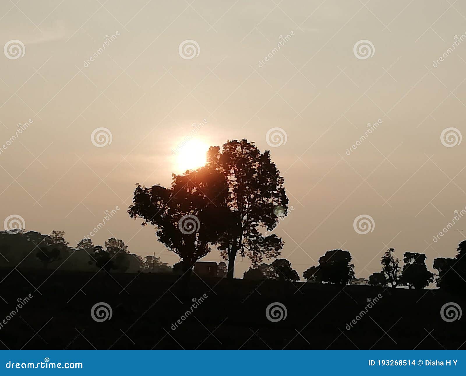 Beautiful nightfall stock photo. Image of sunset, branch - 193268514