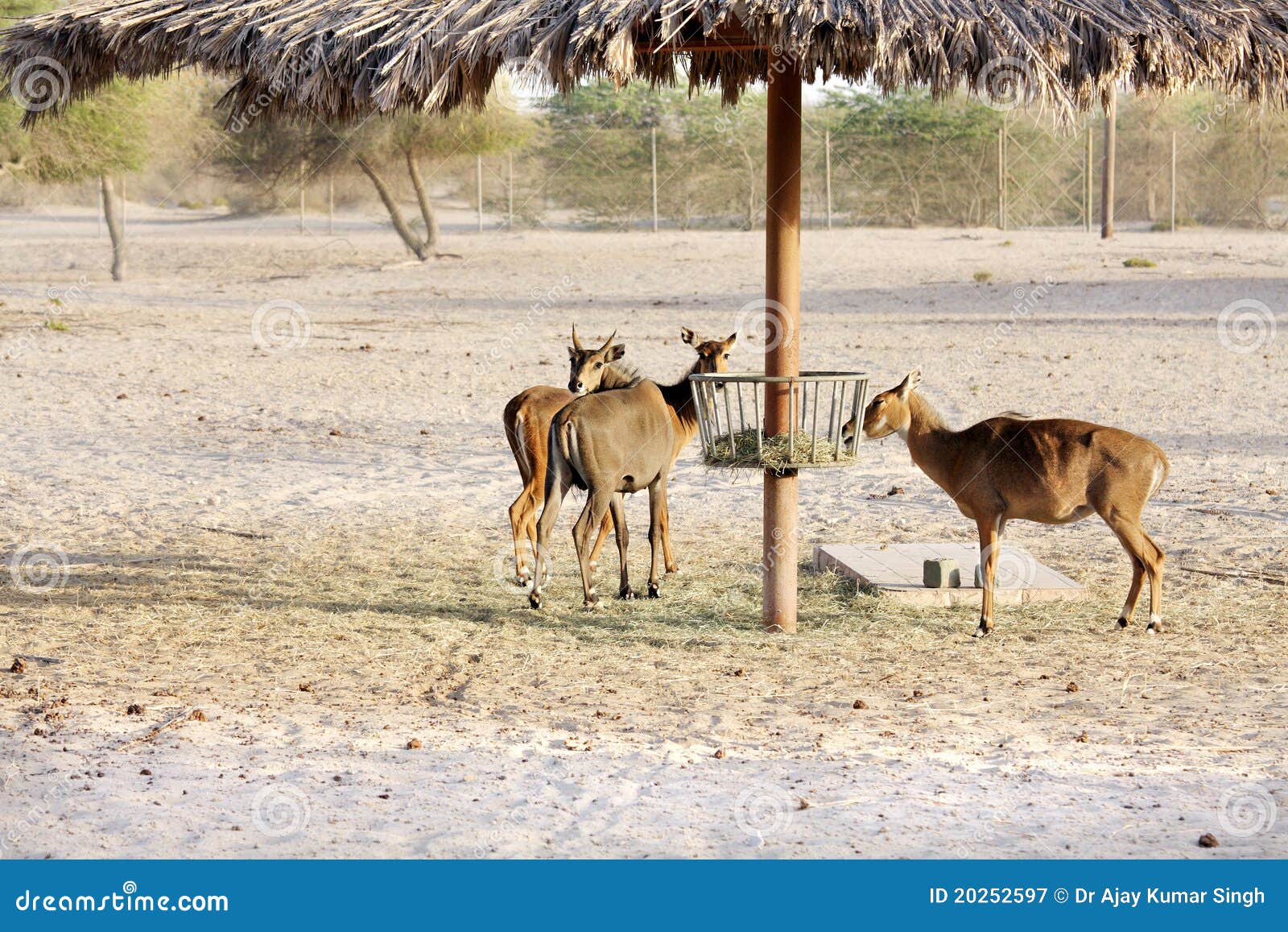 Beautiful Nilgai stock image. Image of horn, boselaphus - 20252597