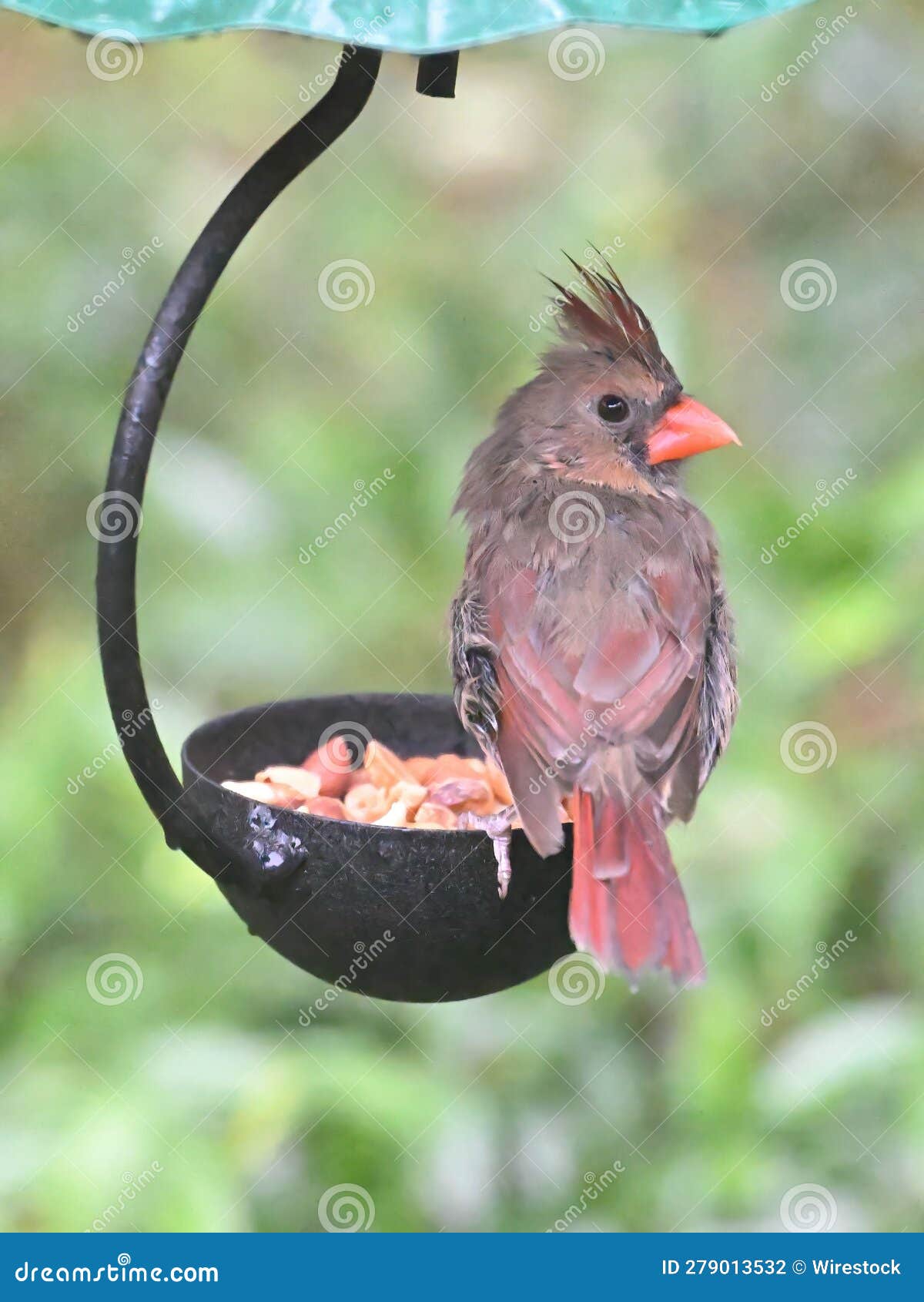 Beautiful Northern Cardinal Bird Perched on a Feeder in the Bright ...