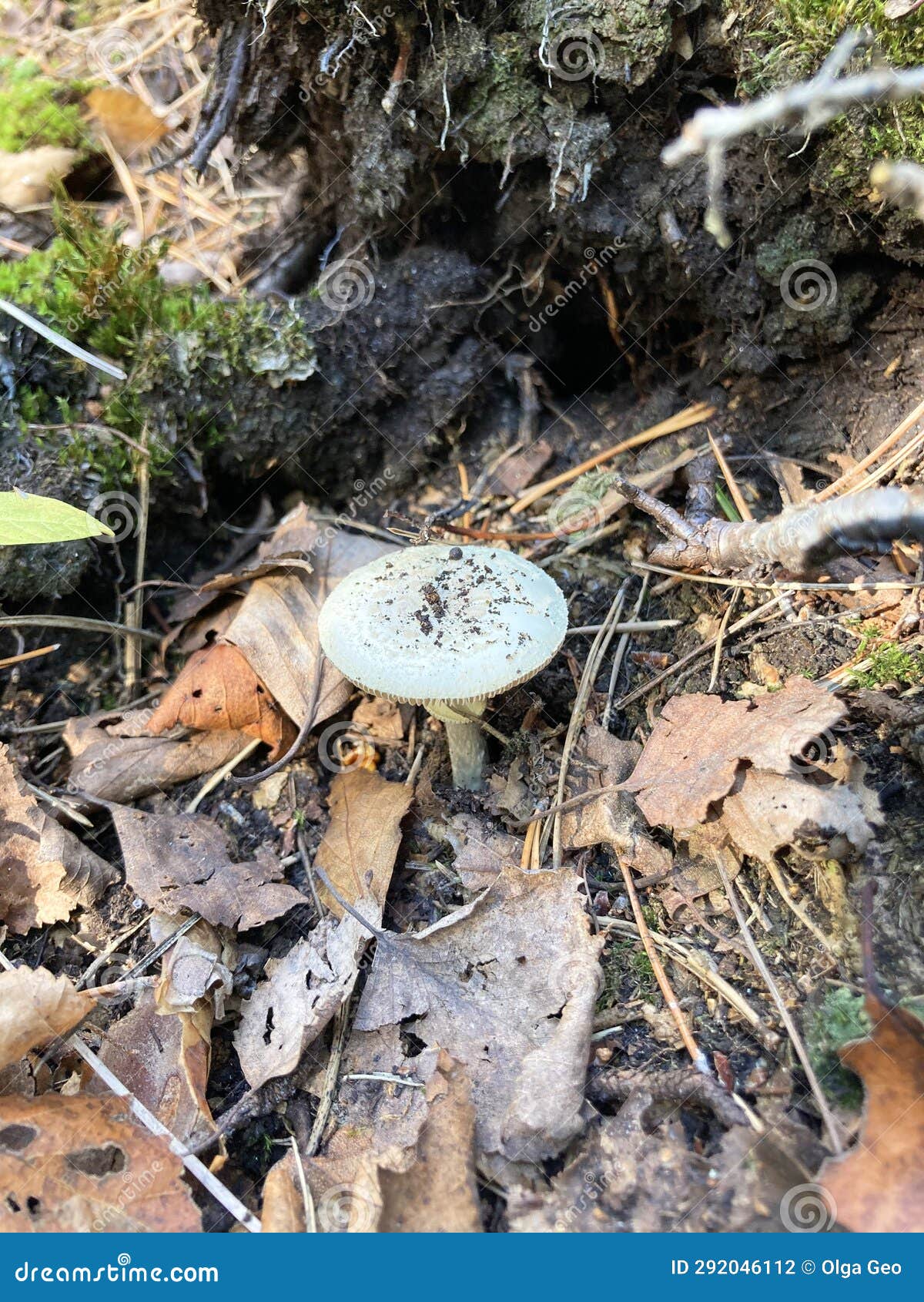 Beautiful Not Edible Mushroom in the Forest, Vertical Stock Photo ...