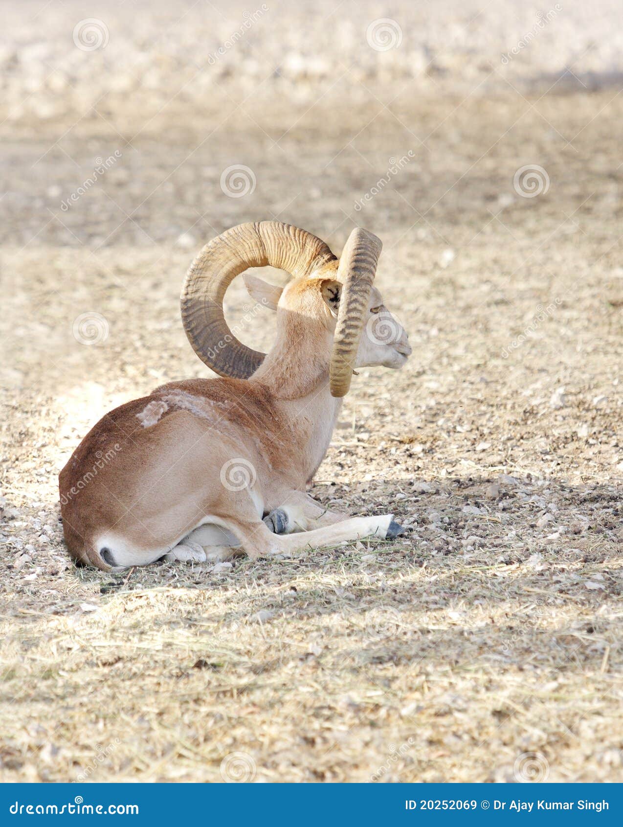 A Beautiful Nubian Ibex with Curved Horn Stock Image - Image of bovidae ...