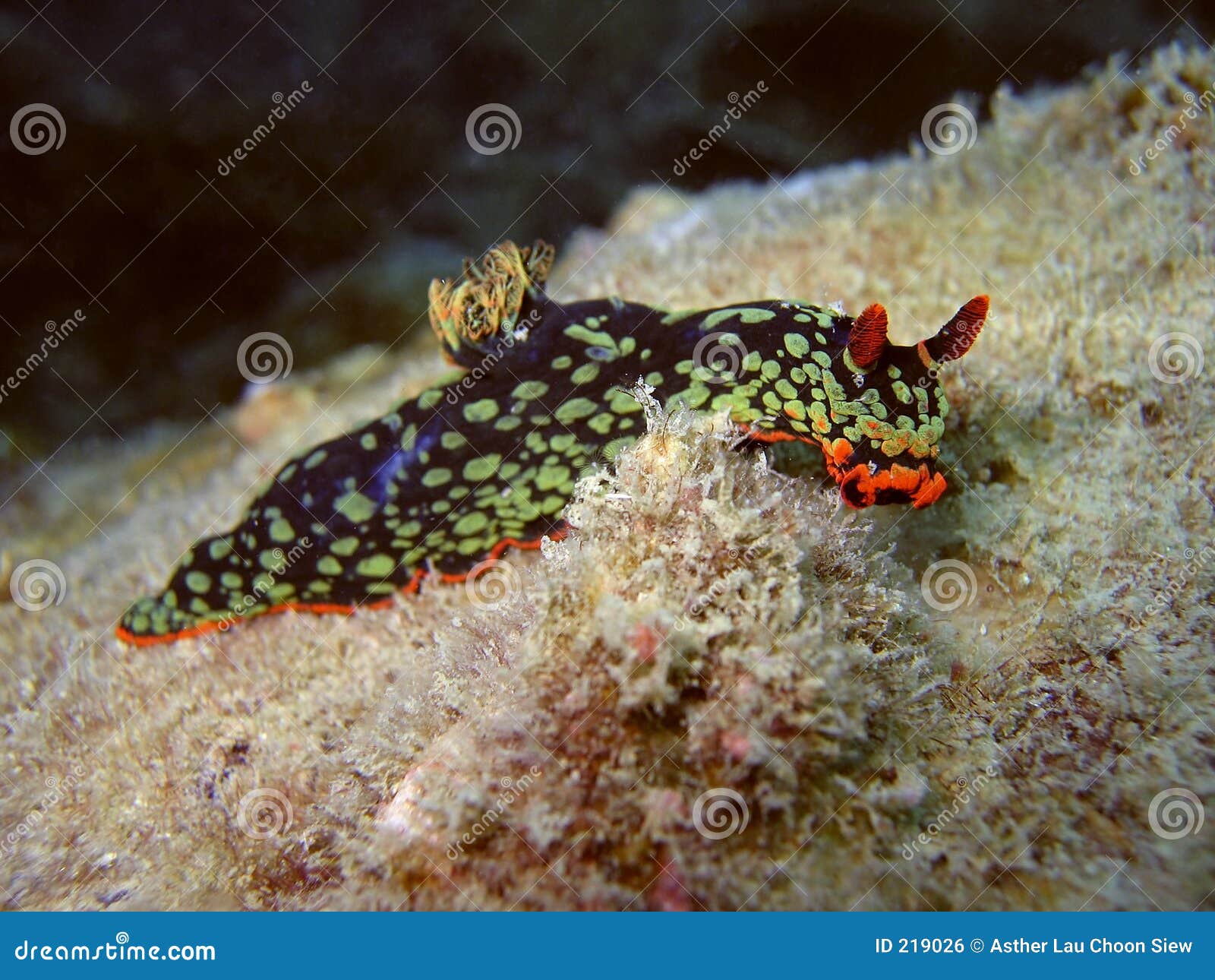 Beautiful Nudibranch stock photo. Image of tiny, reef, saltwater - 219026