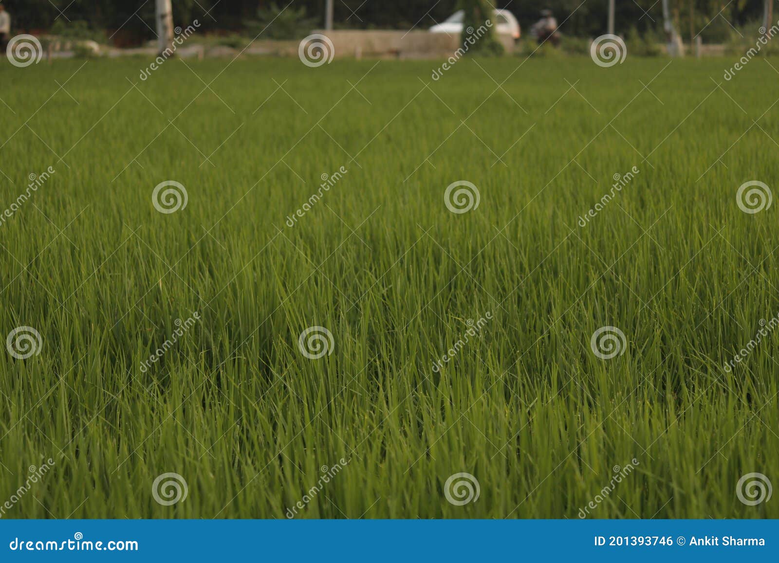 Beautiful Nursery Stage Paddy Field Stock Photo - Image of taiwan ...