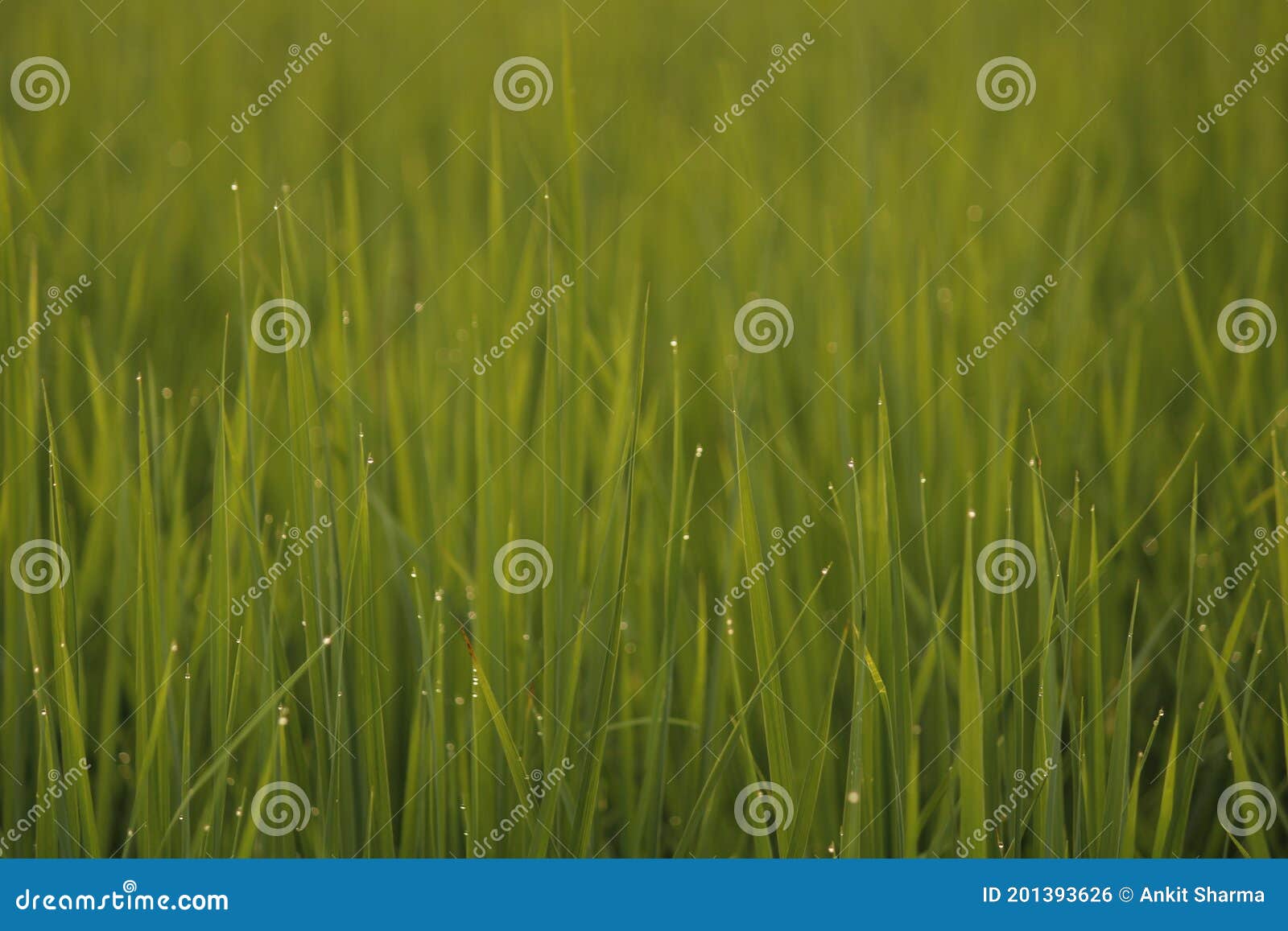 Beautiful Nursery Stage Paddy Field with Water Droplets Stock Photo ...