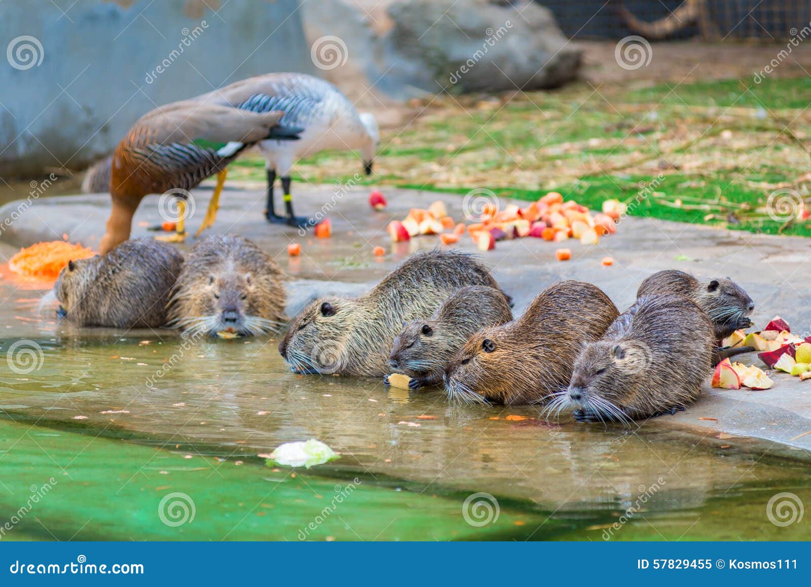 Beautiful Nutria Eating Apples Stock Image - Image of gnaw, eating ...