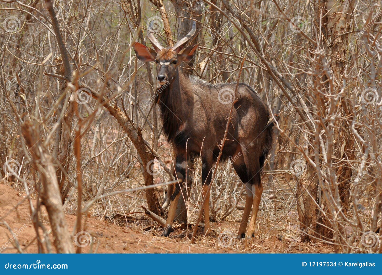 Beautiful nyala male stock photo. Image of close, head - 12197534