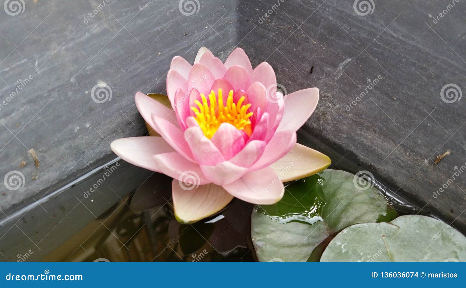 The Beautiful Nymphaea Flower in Garden Stock Photo - Image of field ...