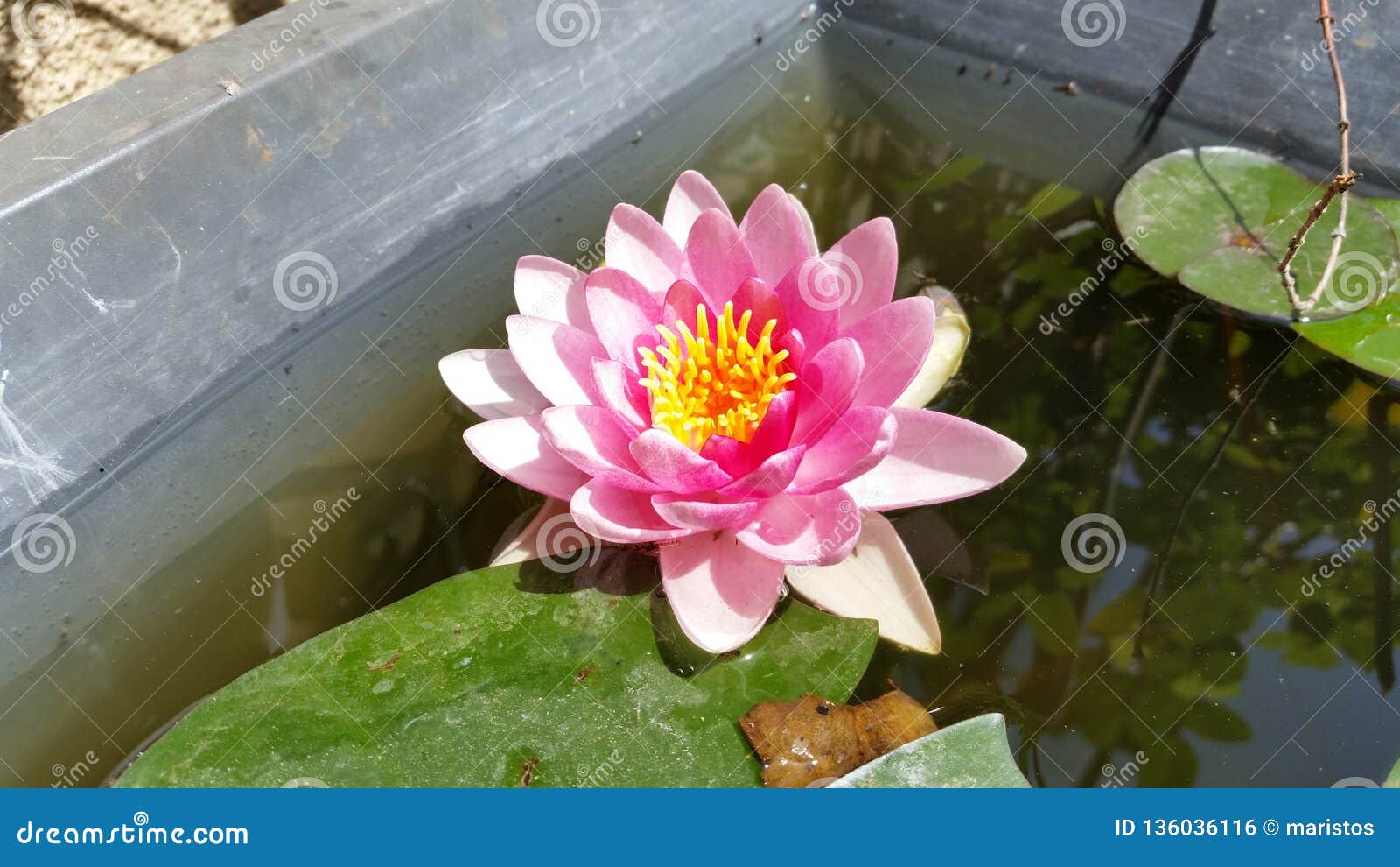 The Beautiful Nymphaea Flower in Garden Stock Photo - Image of flores ...