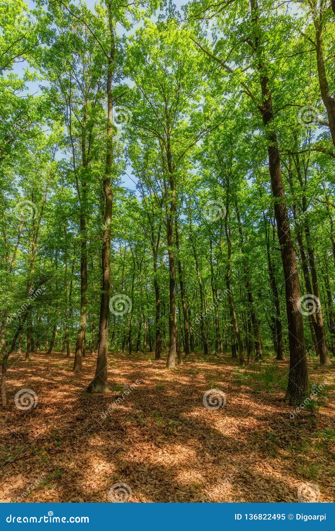 Beautiful Oak Forest at Springtime Stock Image - Image of nature ...