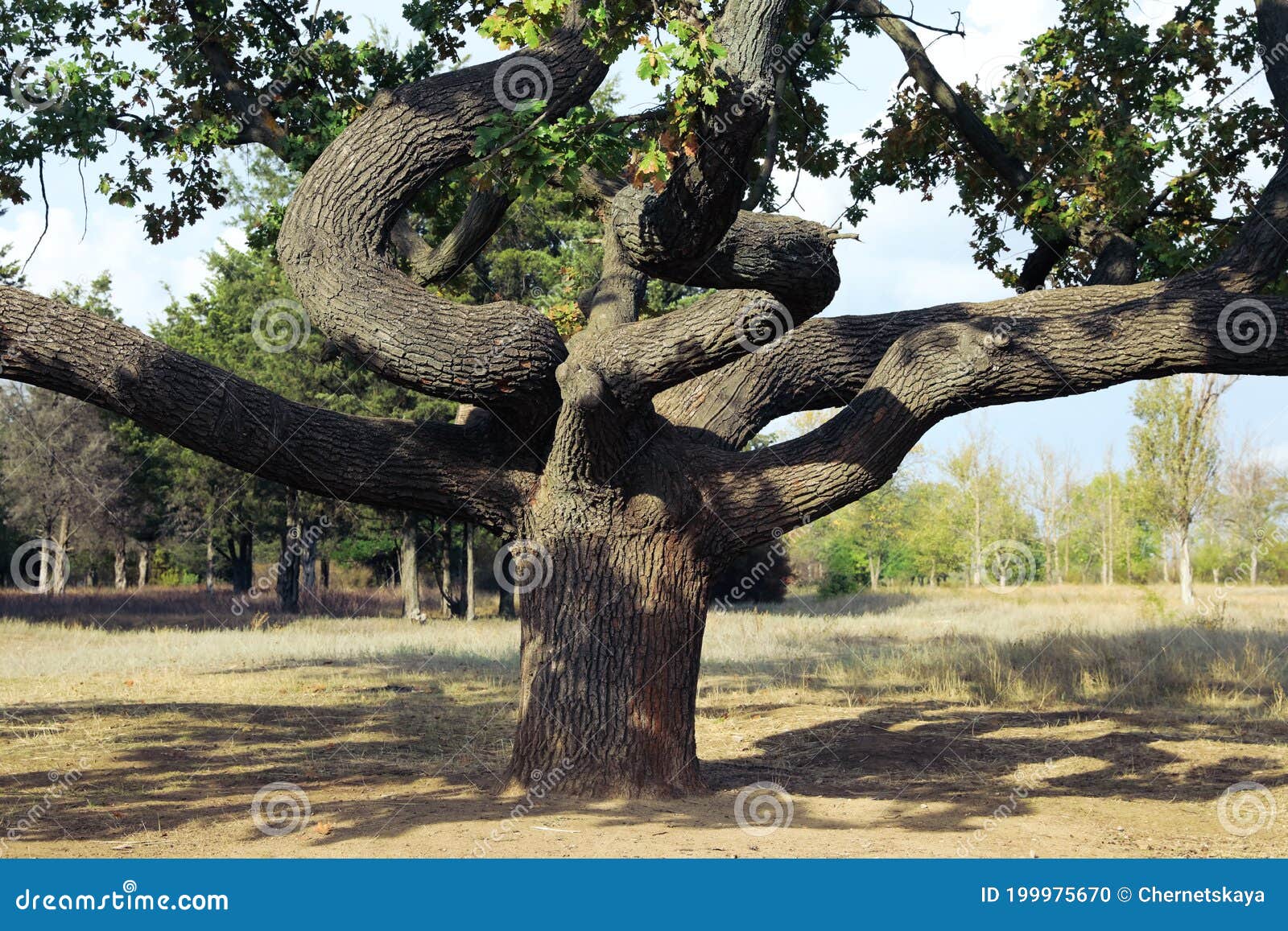 Beautiful Oak with Large Twisted Branches Outdoors. Fantasy Forest ...