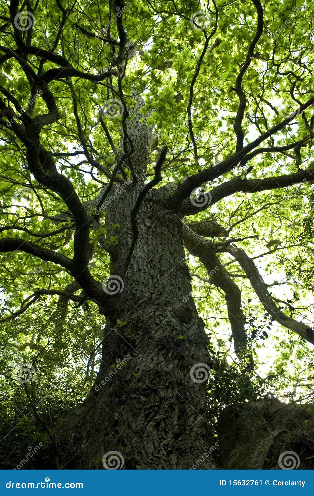 Beautiful oak tree stock image. Image of wood, acorn - 15632761
