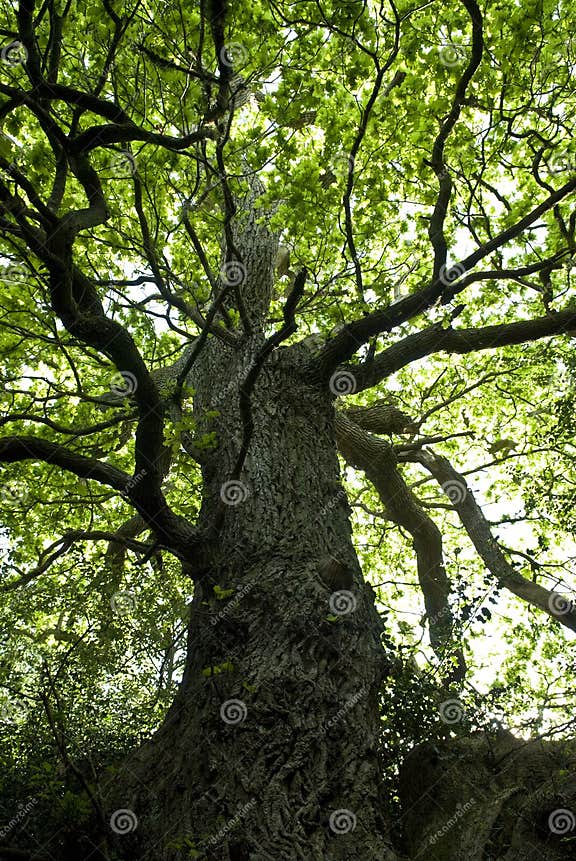 Beautiful oak tree stock image. Image of wood, acorn - 15632761