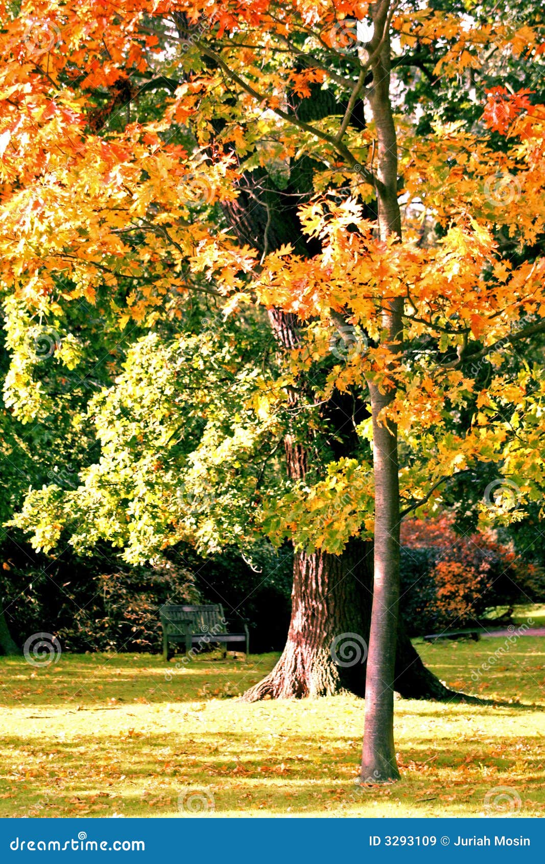 Beautiful oak tree stock image. Image of october, path - 3293109