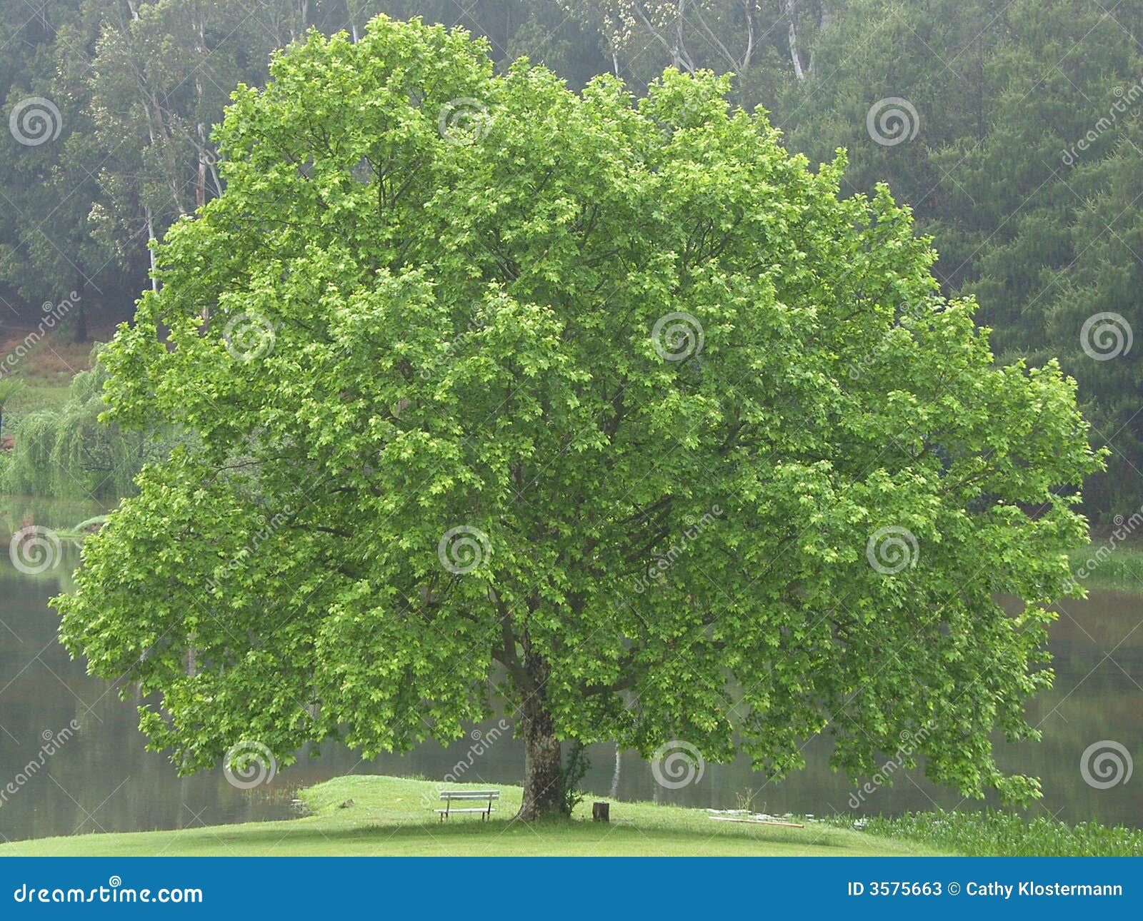 BEAUTIFUL OAK TREE stock image. Image of leaf, branch - 3575663