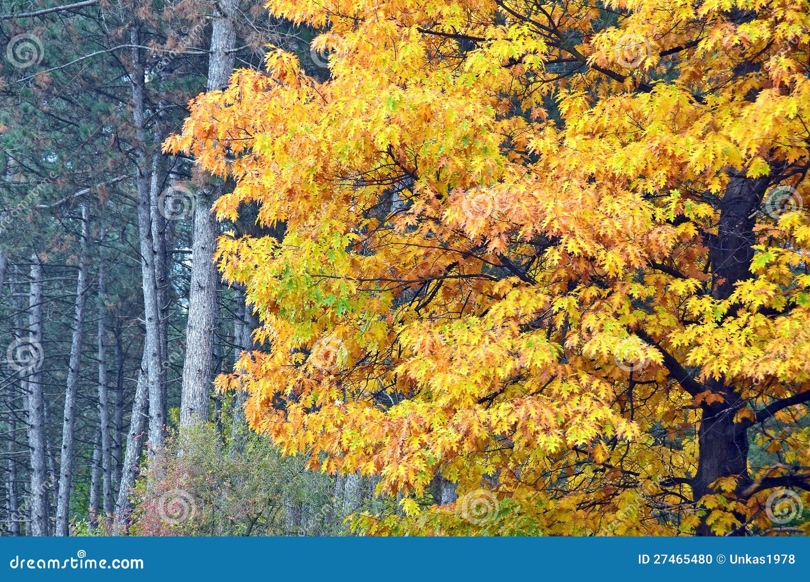 Beautiful Oak Tree in Autumn Park Stock Photo - Image of beauty, bunch ...