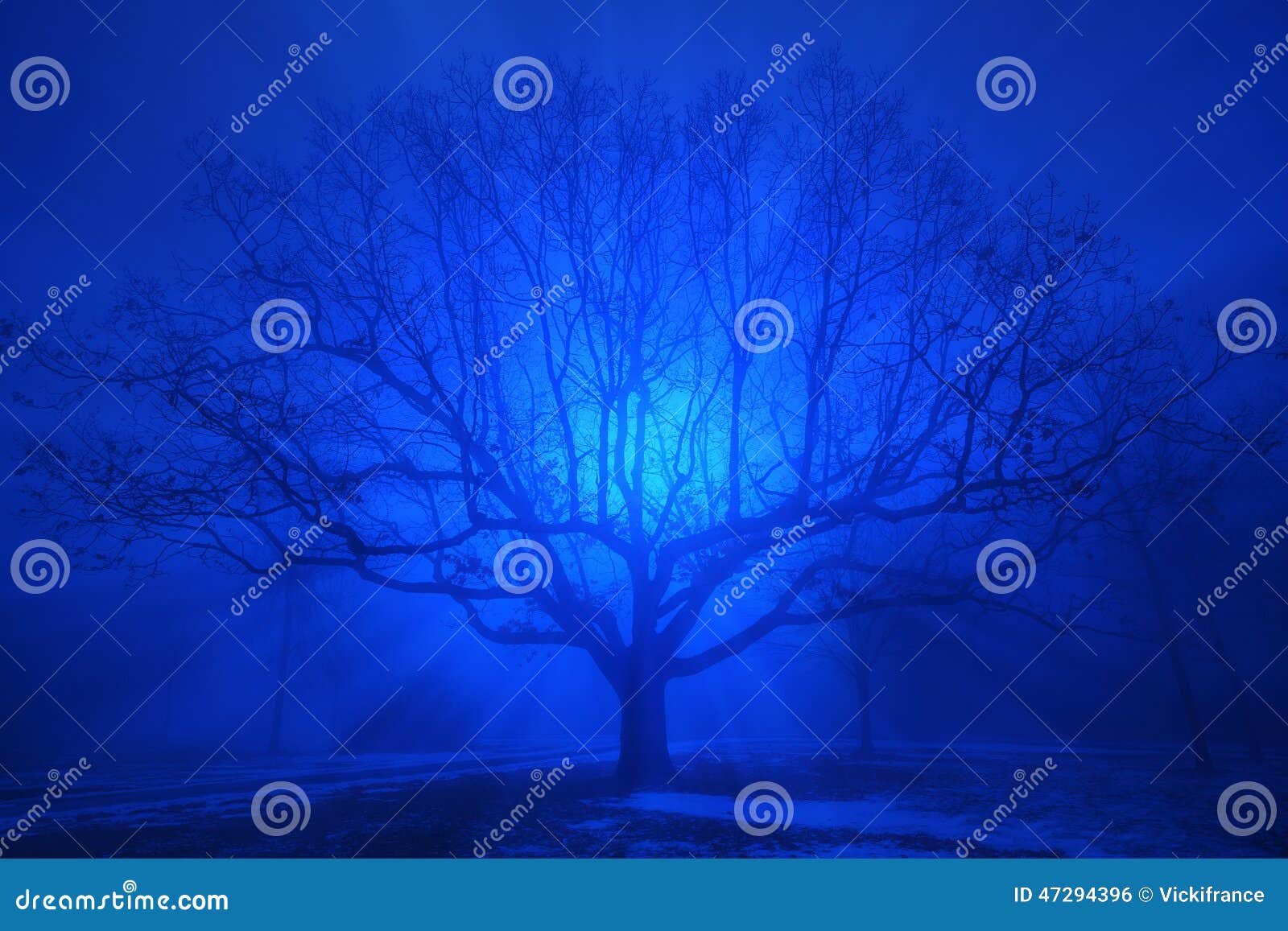 A Beautiful Oak Tree in Blue Evening Fog Stock Photo - Image of cold ...