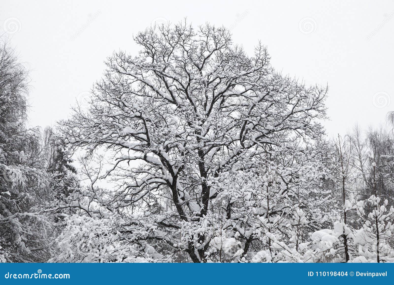 Beautiful Oak Tree Covered with Snow. Winter Forest Stock Photo - Image ...