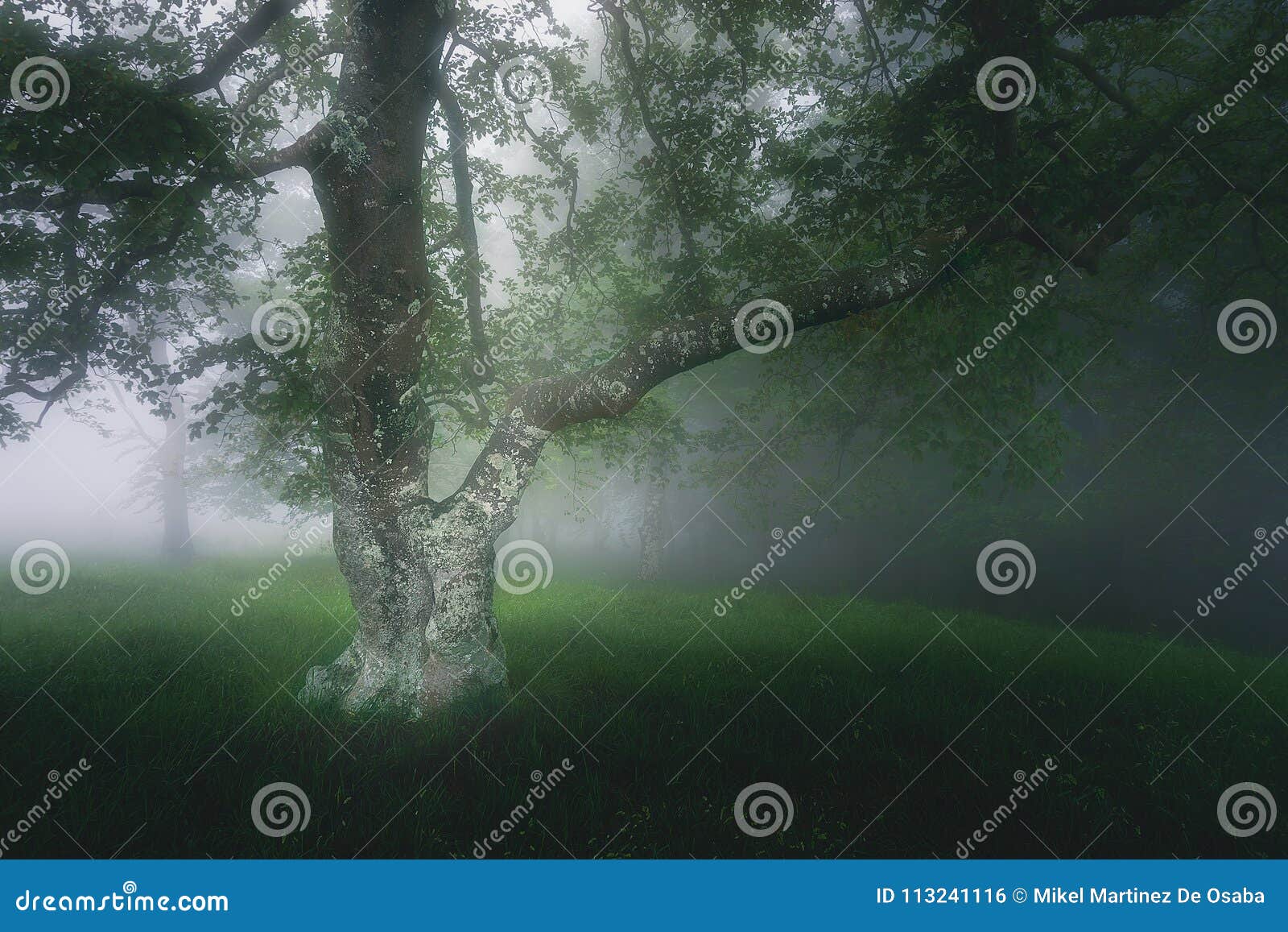 Beautiful Oak Tree in Foggy Forest Stock Photo - Image of misty, forest ...