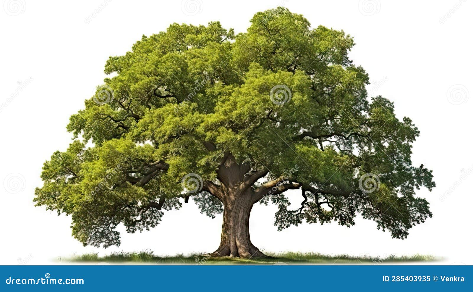 A Beautiful Oak Tree Isolated on White Background Stock Image - Image ...