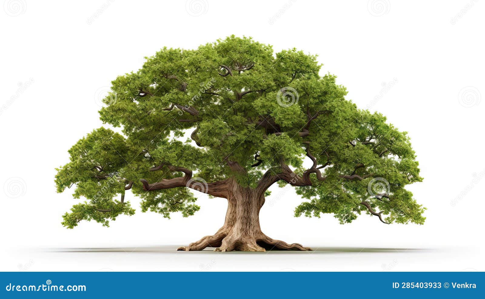A Beautiful Oak Tree Isolated on White Background Stock Image - Image ...