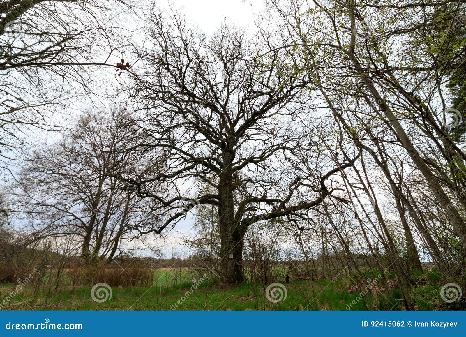 Beautiful oak tree stock photo. Image of clouds, nature - 92413062