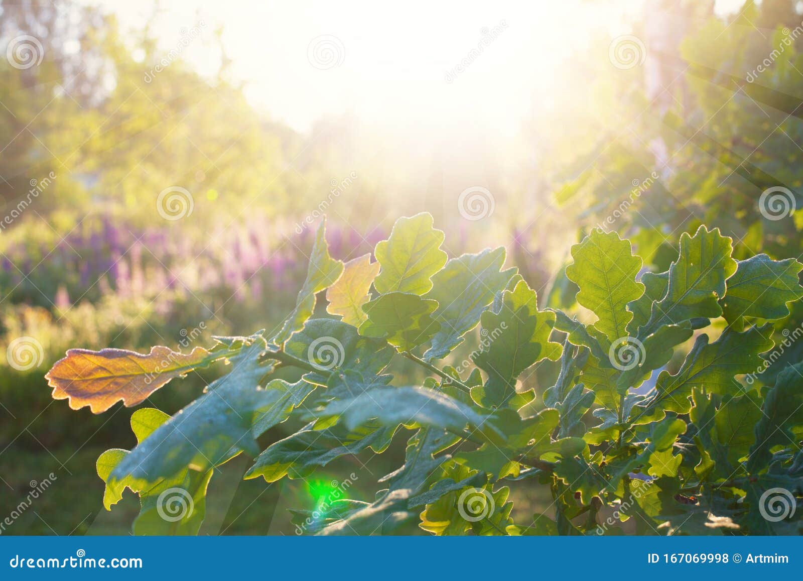 Beautiful Oak Tree with the Sun in the Foliage Stock Photo - Image of ...