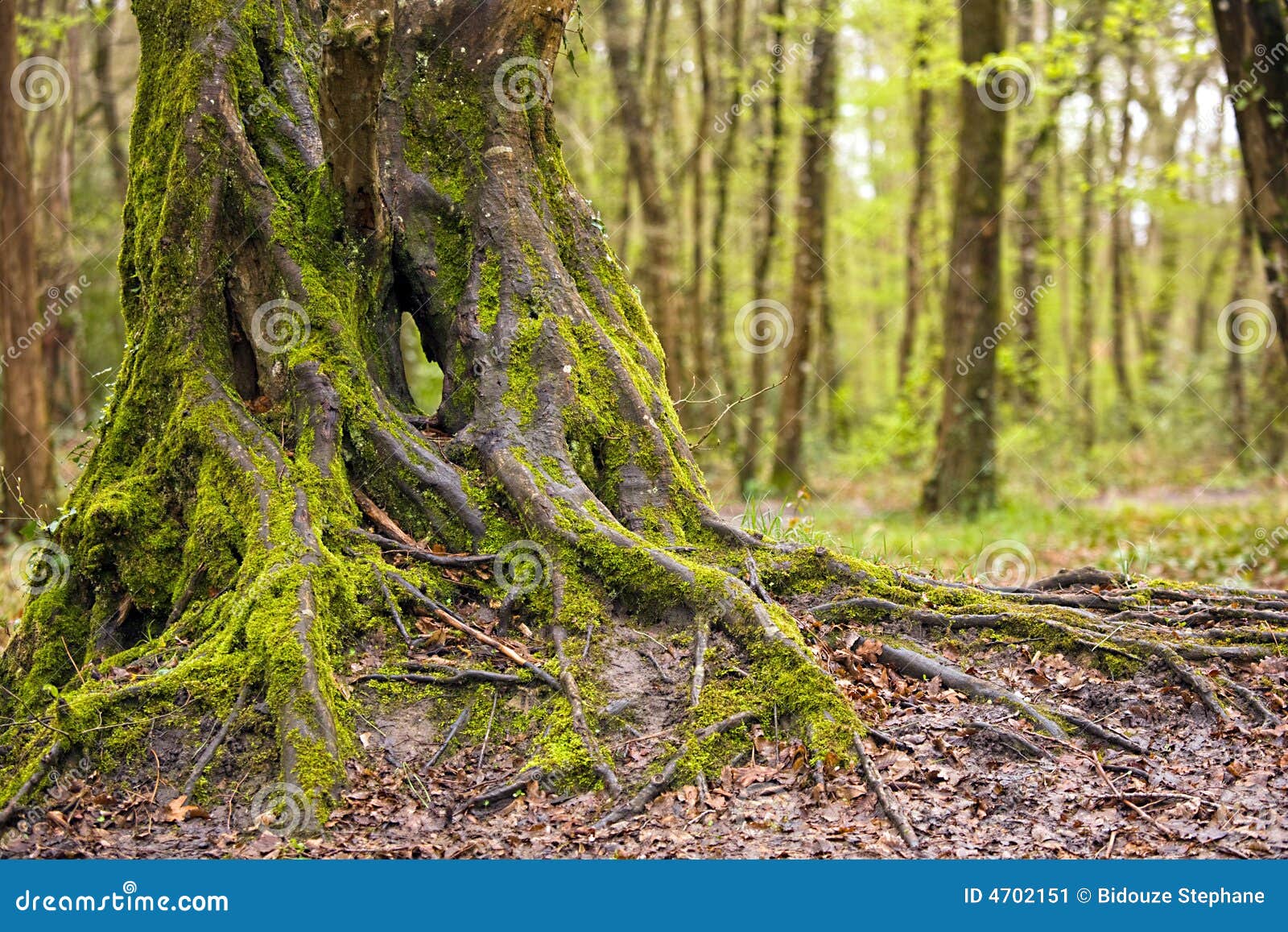 Beautiful oak tree trunk stock image. Image of trunk, large - 4702151