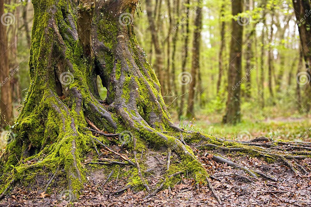 Beautiful oak tree trunk stock image. Image of trunk, large - 4702151