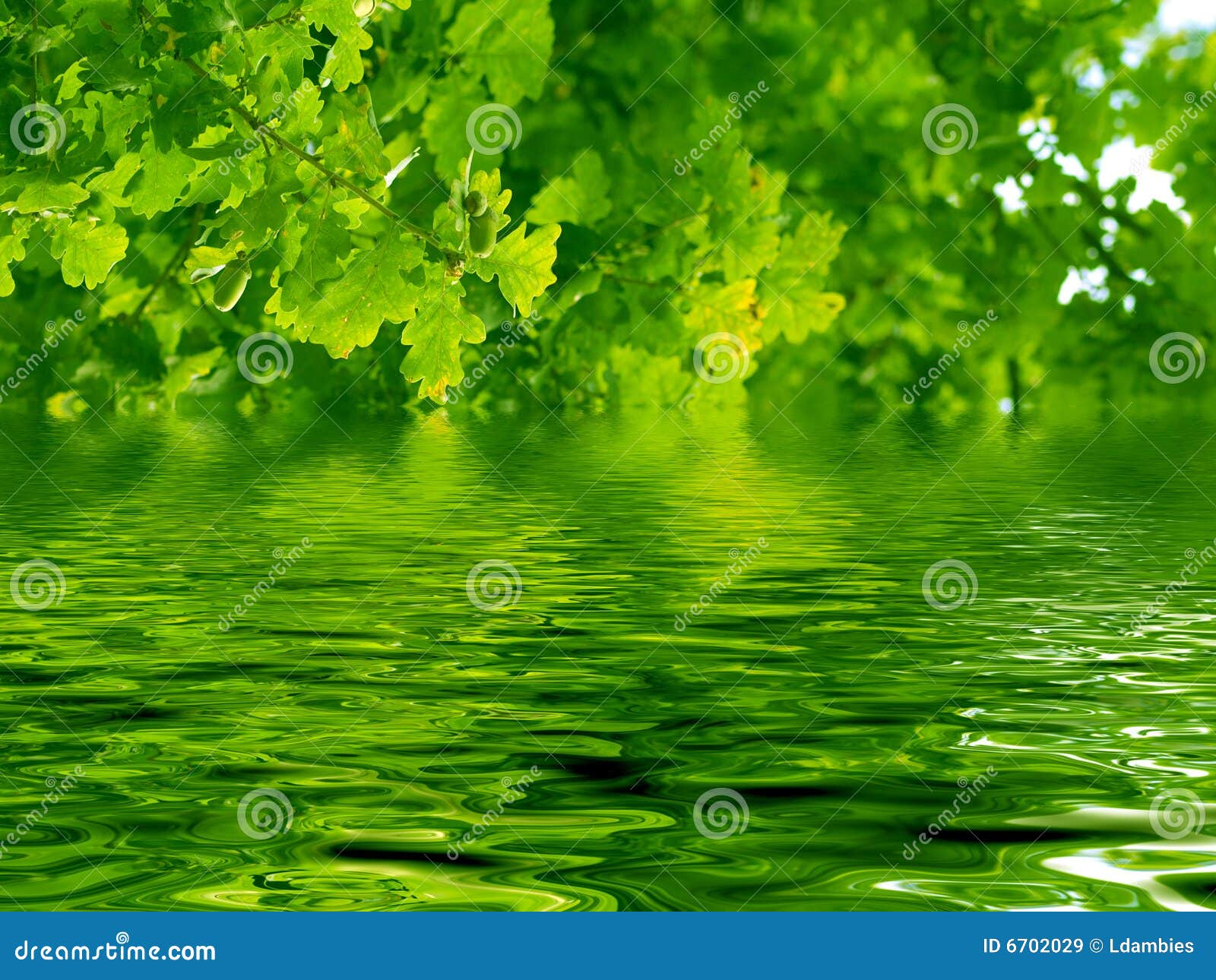 Beautiful Oak Tree and Water Stock Image - Image of bright, spring: 6702029