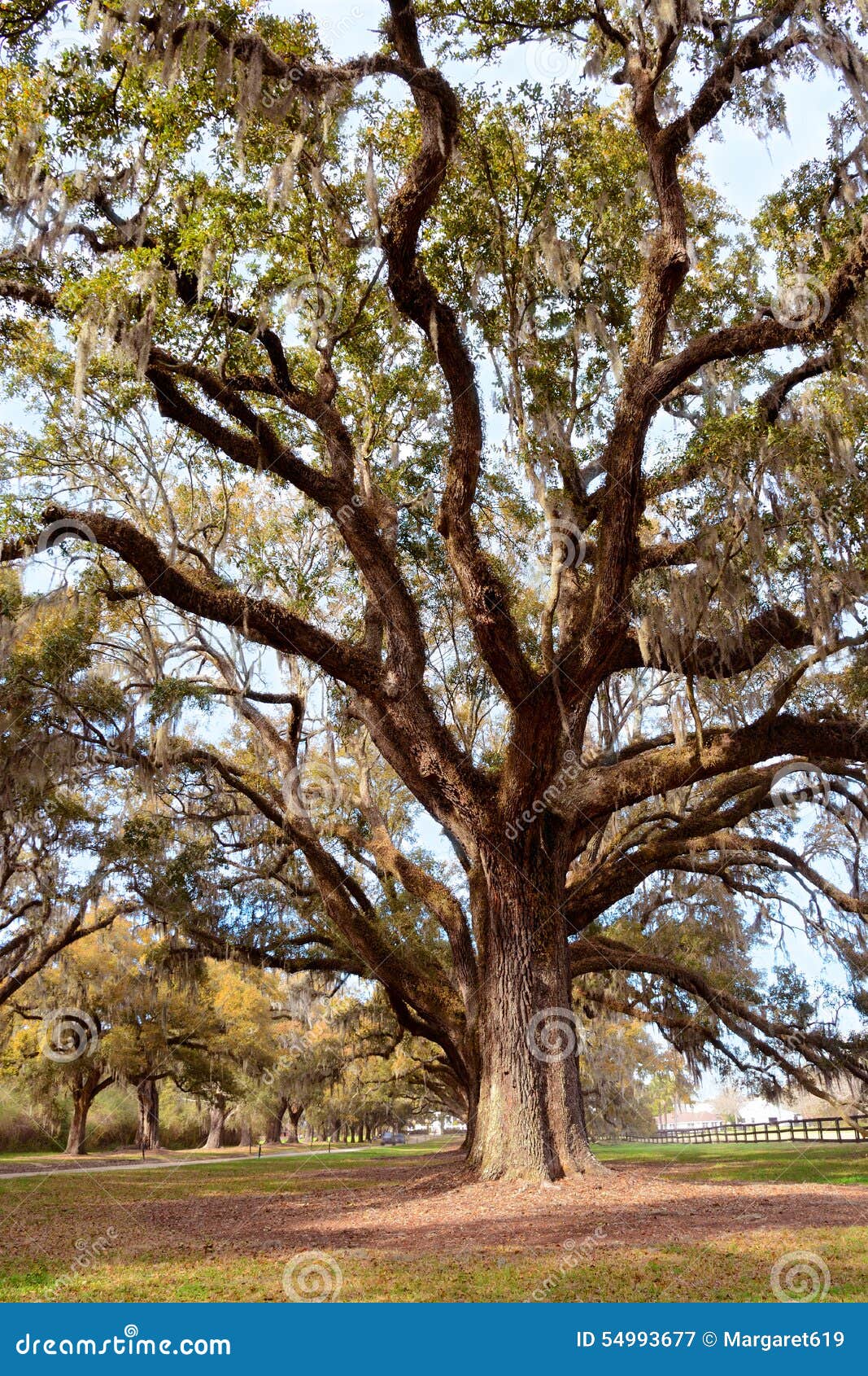 Beautiful Oak Trees in the Park. Stock Image - Image of southern ...